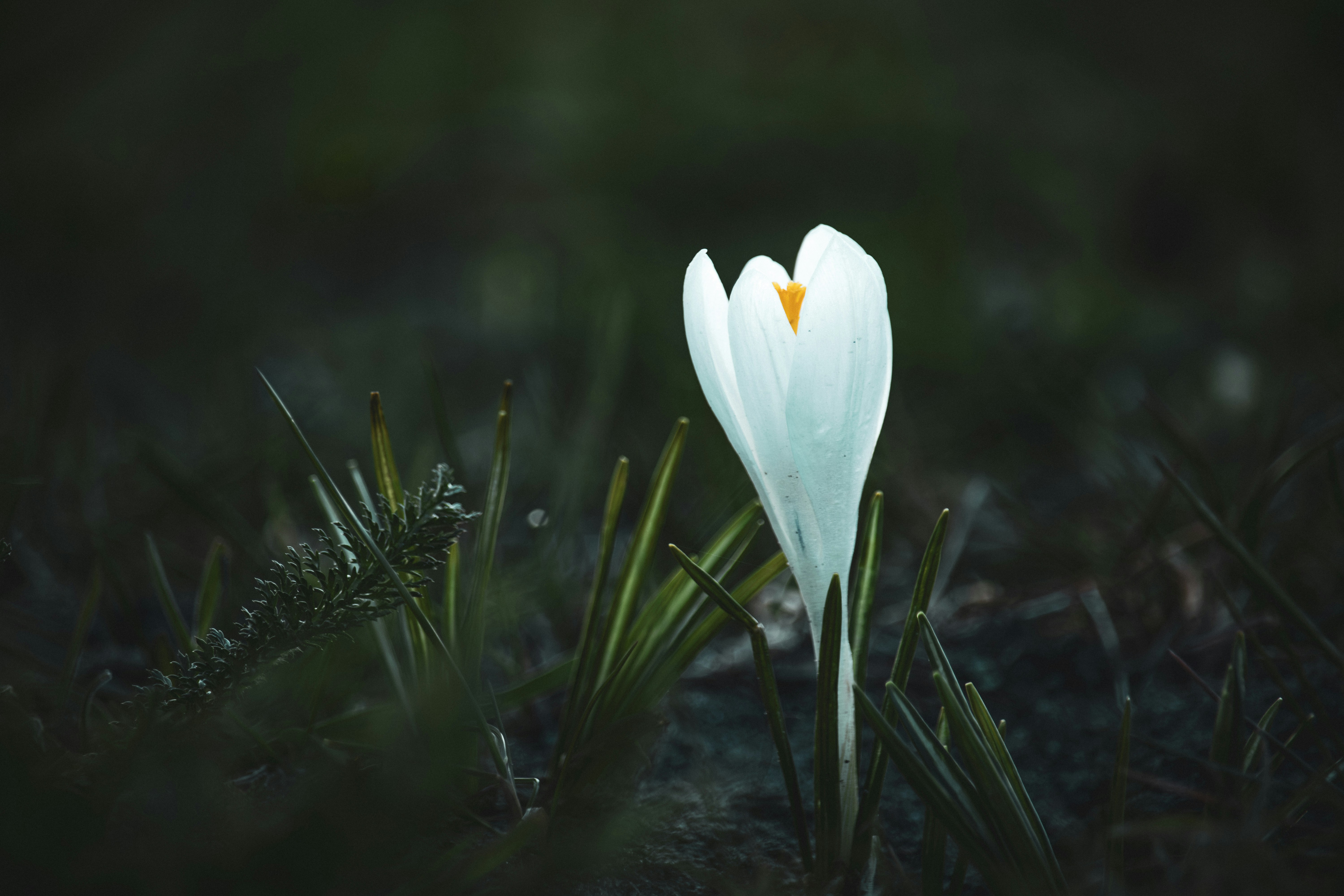 The Silent Crocus: A single white bloom in shadowed grass