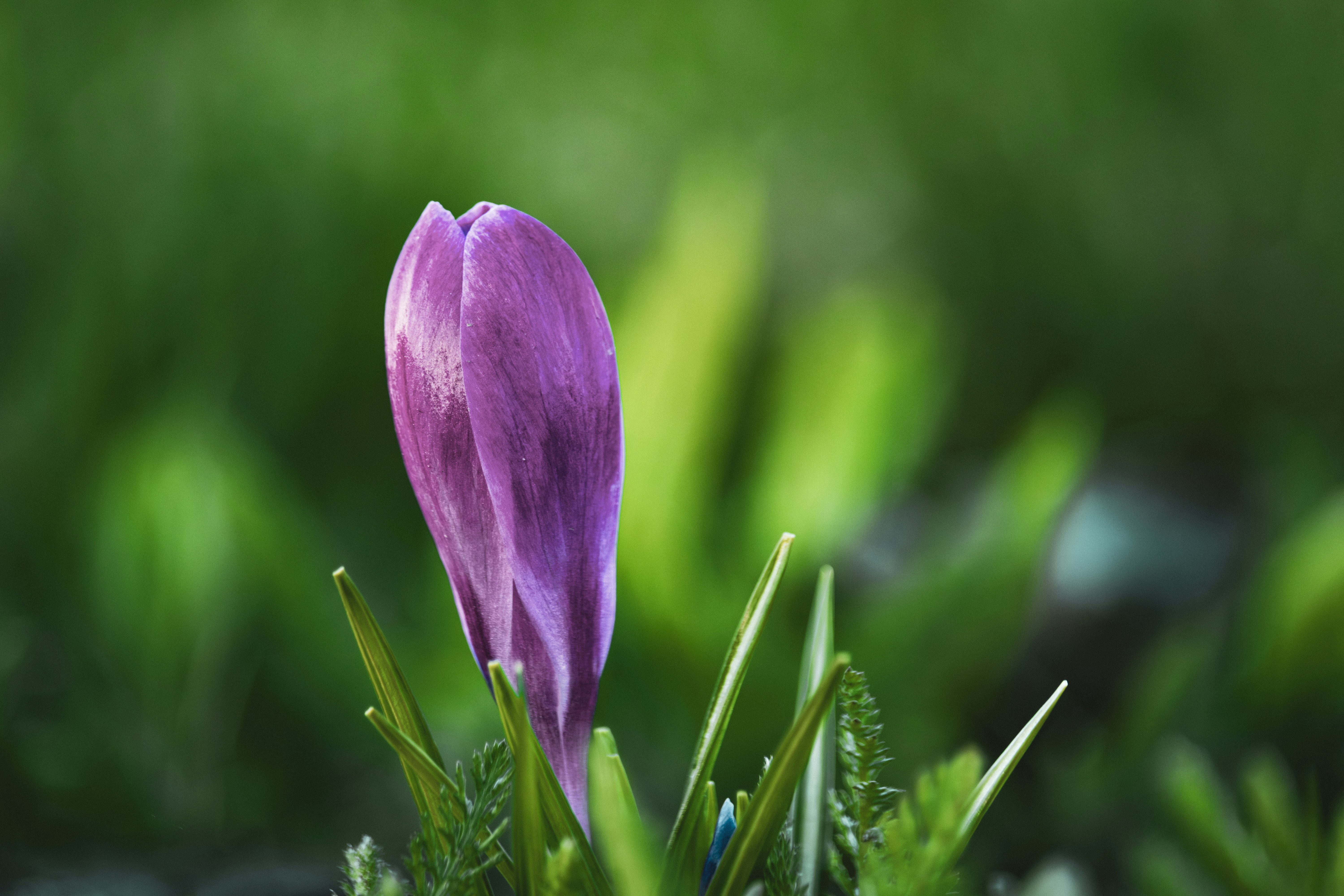 Emerging Violet Bloom in Soft Spring Glow