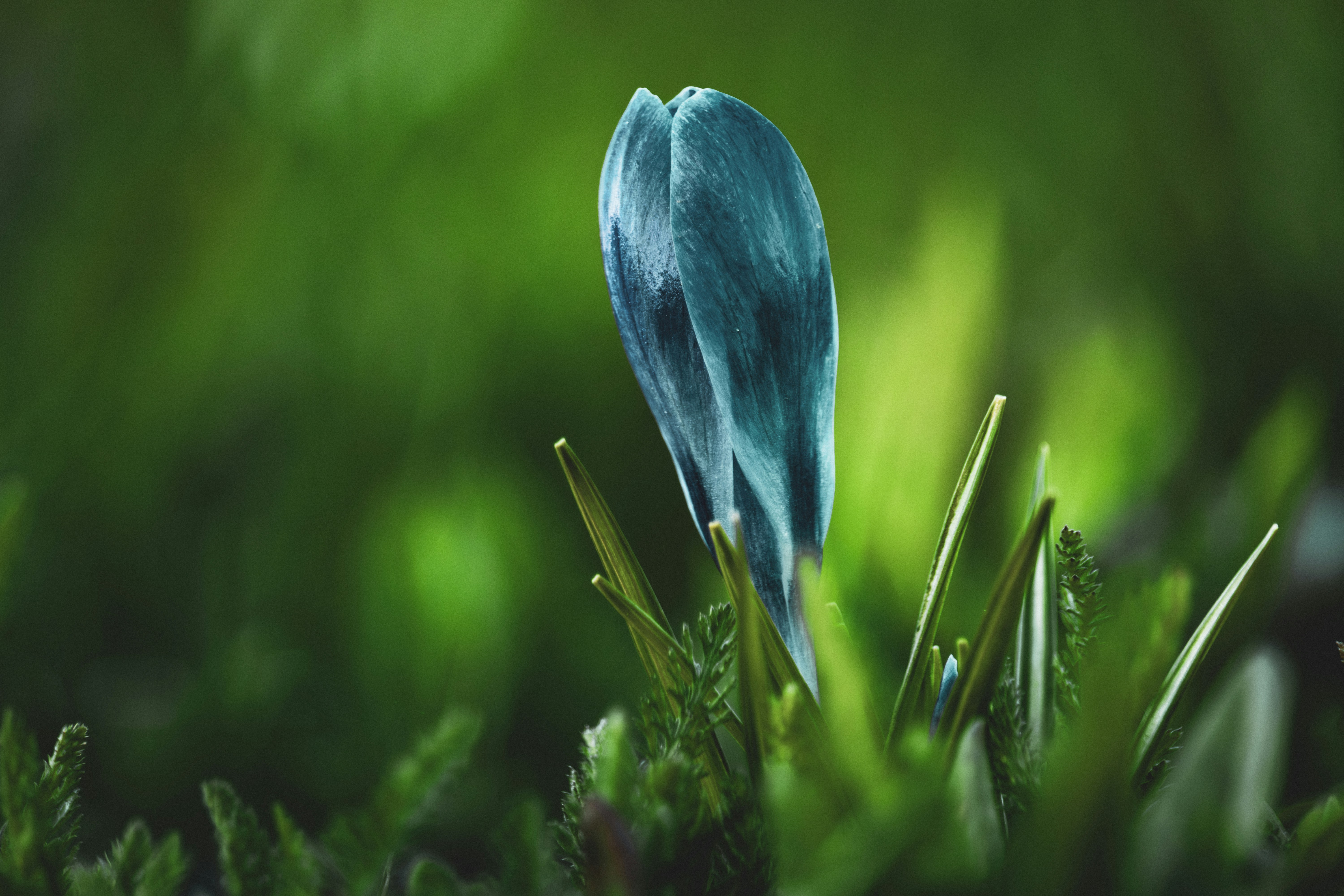 A solitary blue bud rise through emerald needles