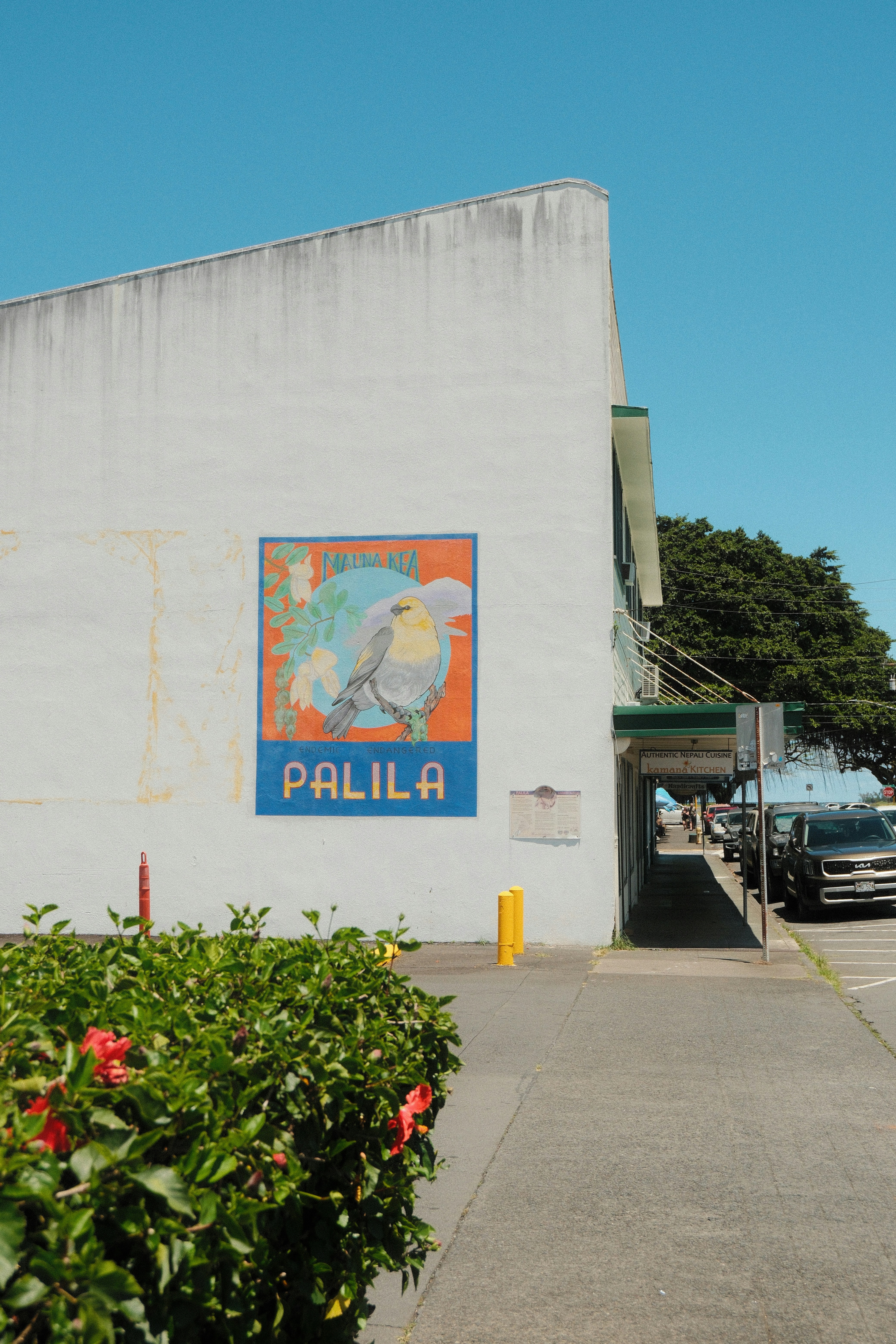 Mural of a tropical bird on a sunlit white wall by a storefront