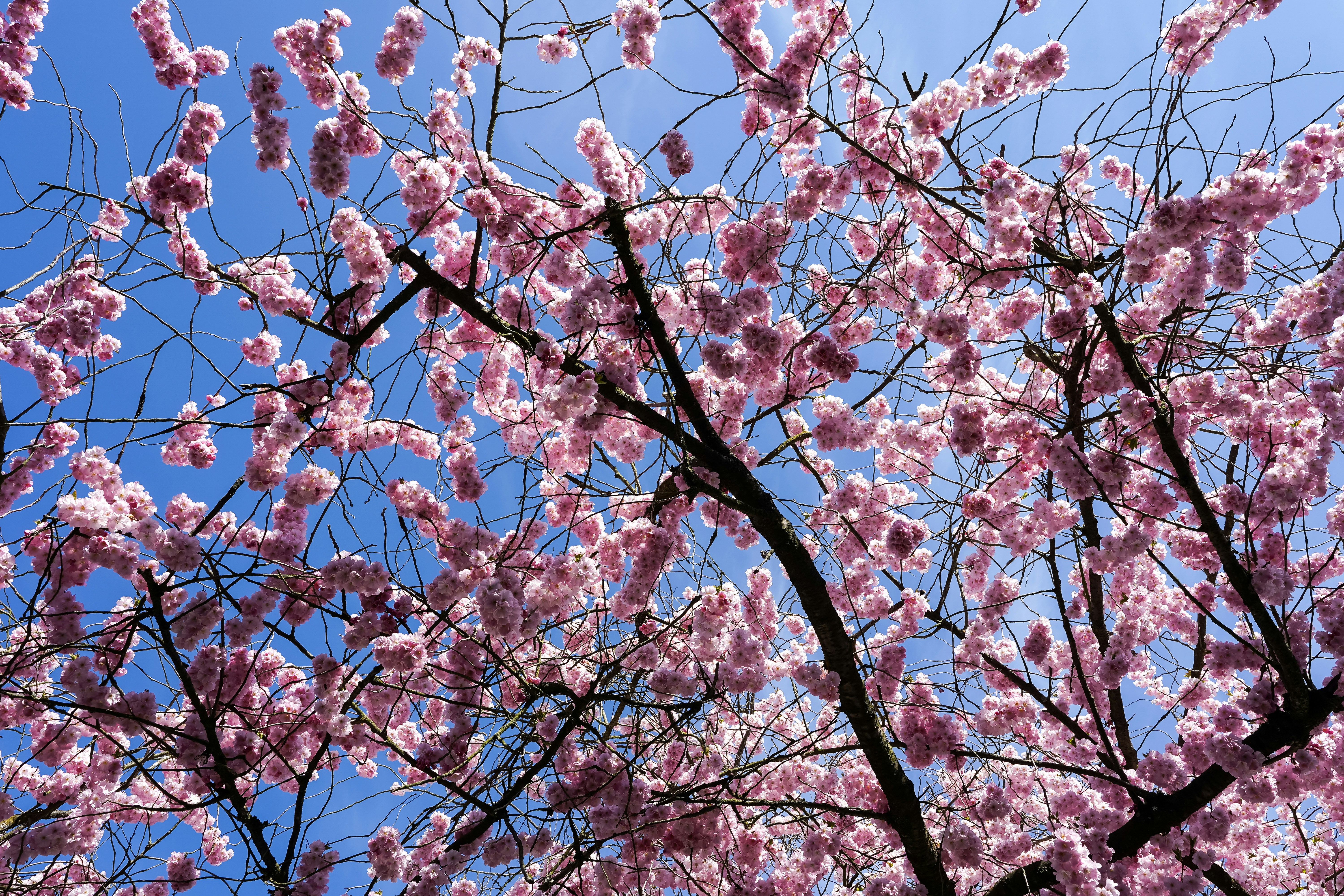 Blooms Against a Bright Sky: A Tangle of Pink Blossoms