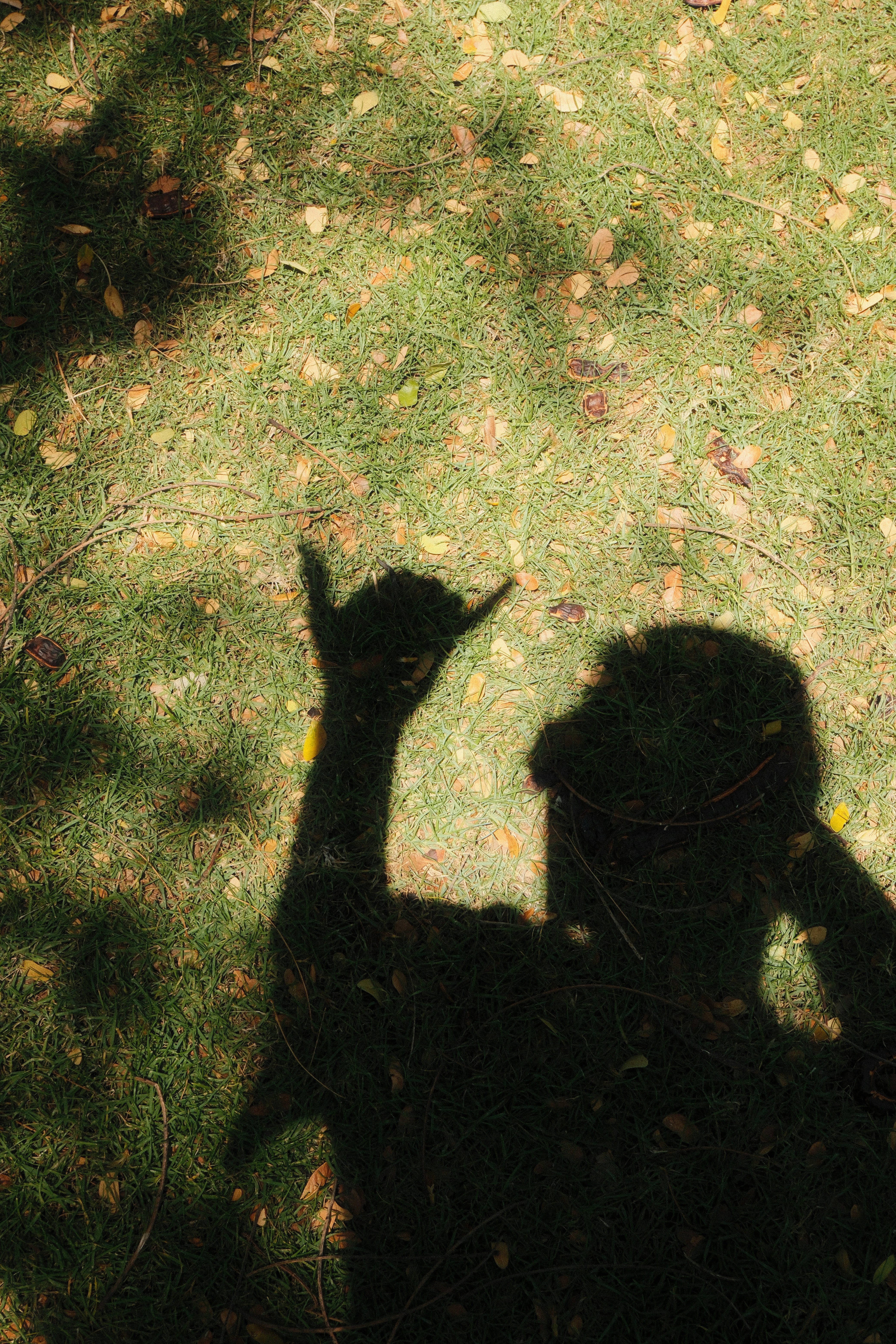 Shadow Play: Silhouettes and Autumn Leaves