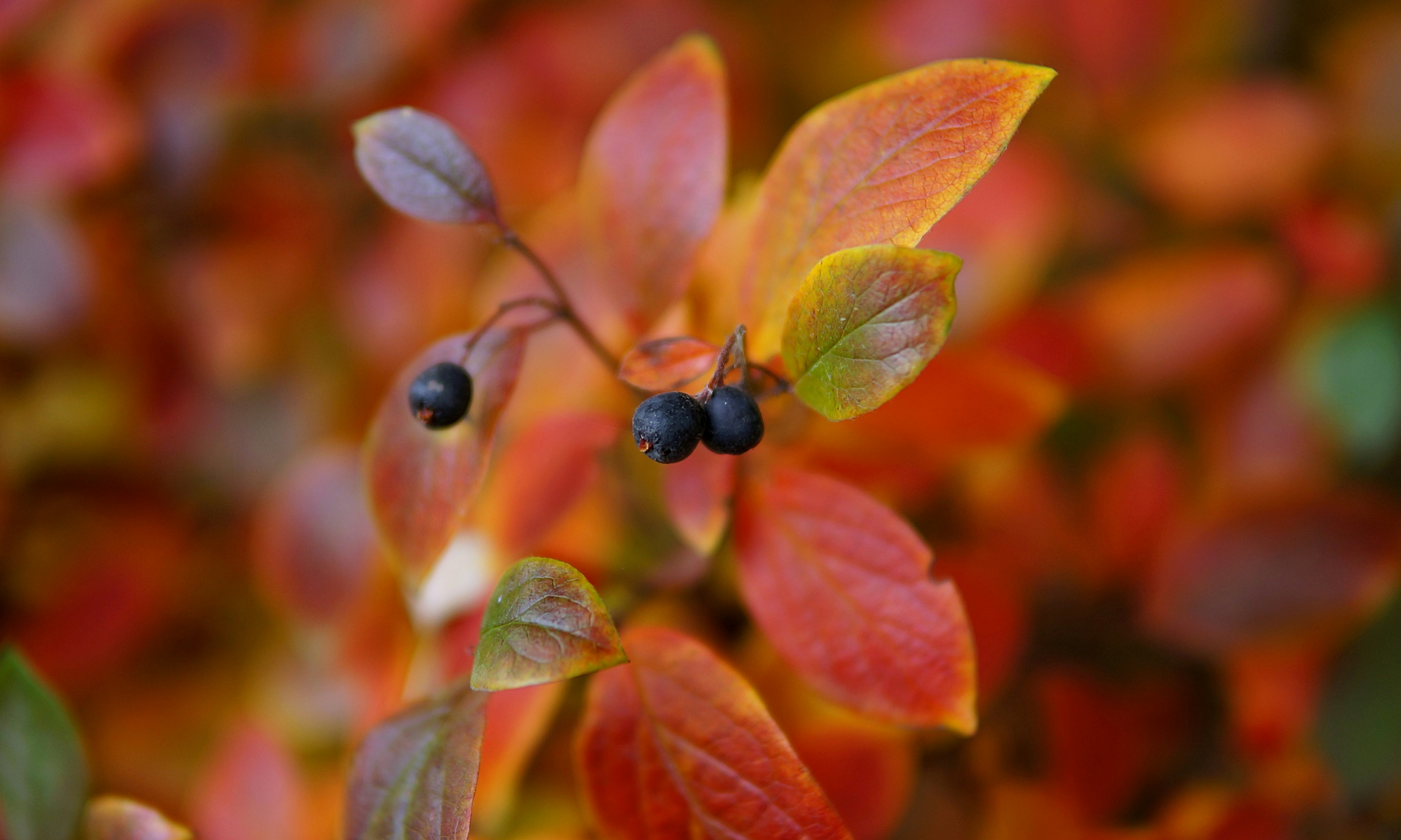 Crimson Autumn Berries: A Quiet Fall Moment