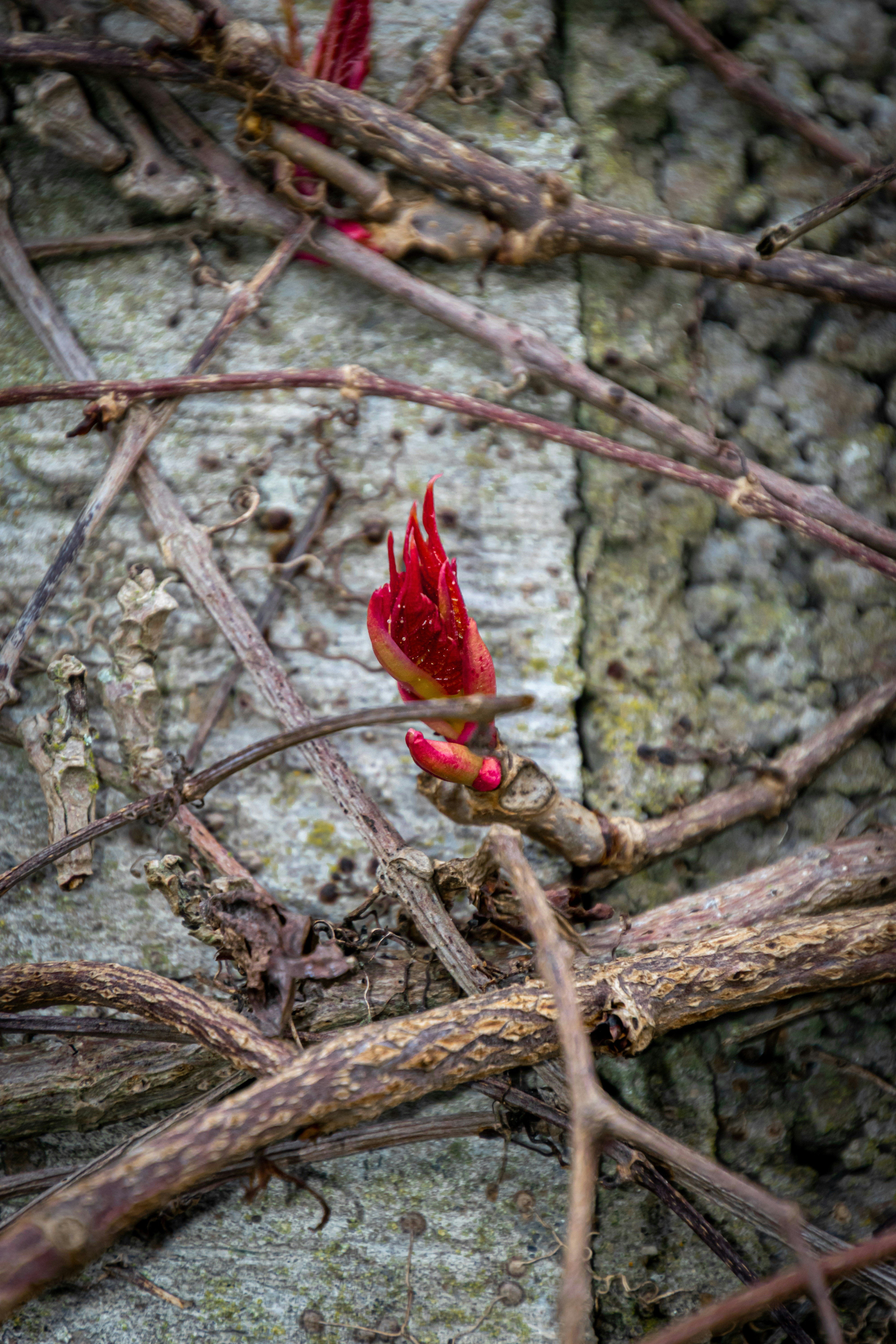 Crimson Bud Amid the Tangle: A Red Sprout Against Weathered Bark