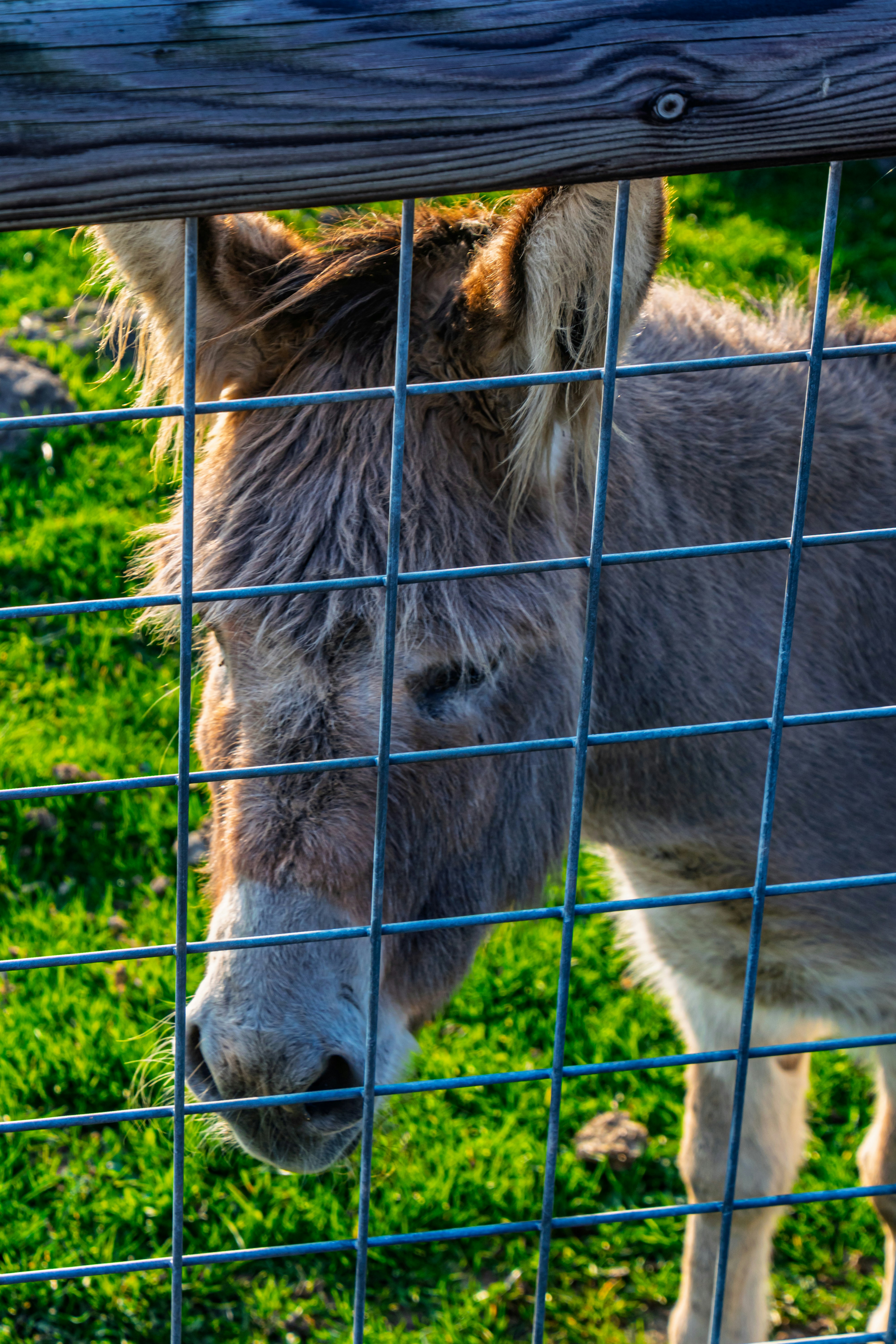 Curious Donkey Behind the Fence: A Quiet Moment in Green Light