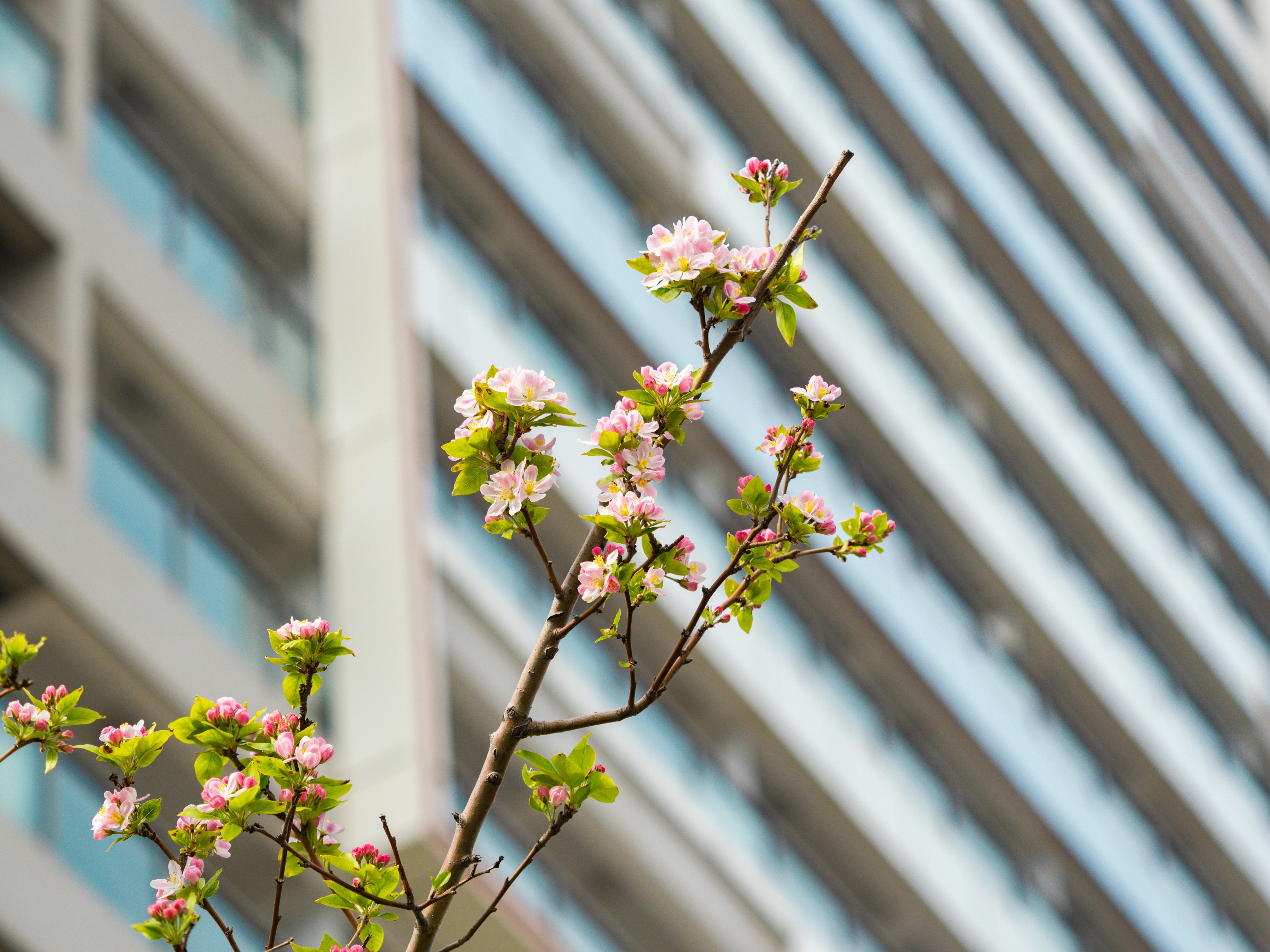 Blossoms Against a Glassy Facade