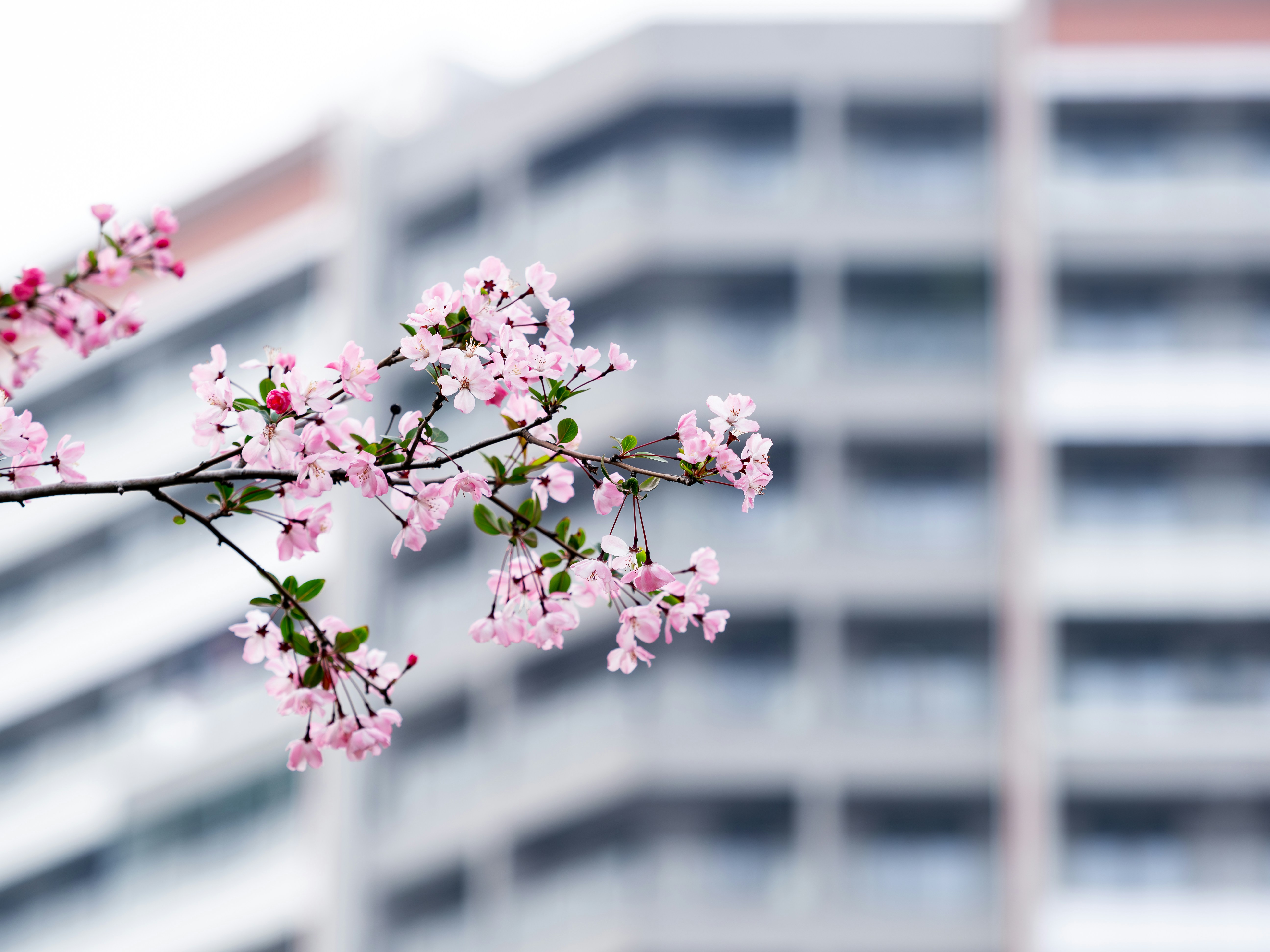 Pink blossoms in motion: a fleeting bloom against an urban backdrop
