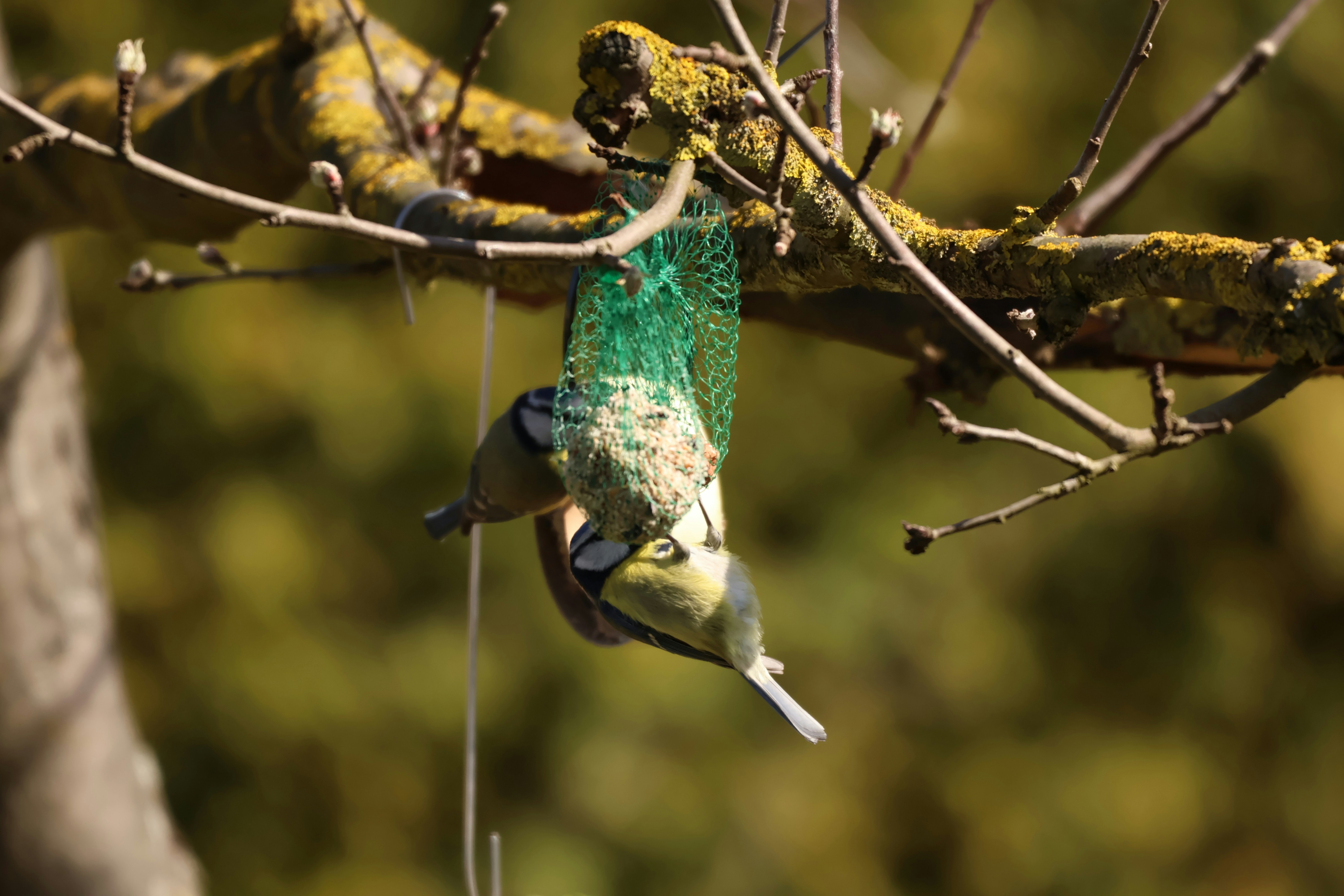 Bird at a Green Mesh Feeder: Moment of Feeding in Sunlit Branches