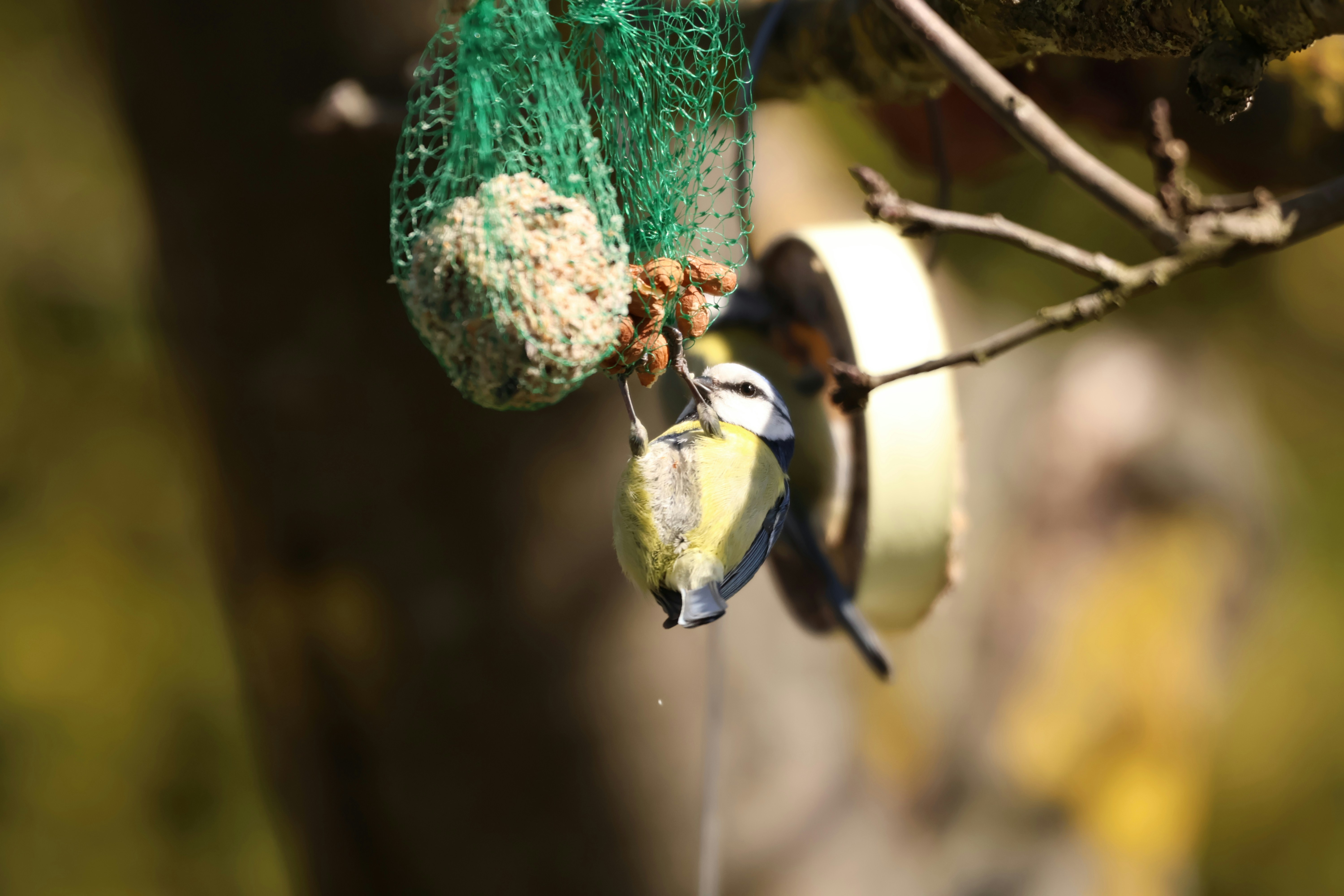 Tiny blue tit on a seed net under a sunlit branch