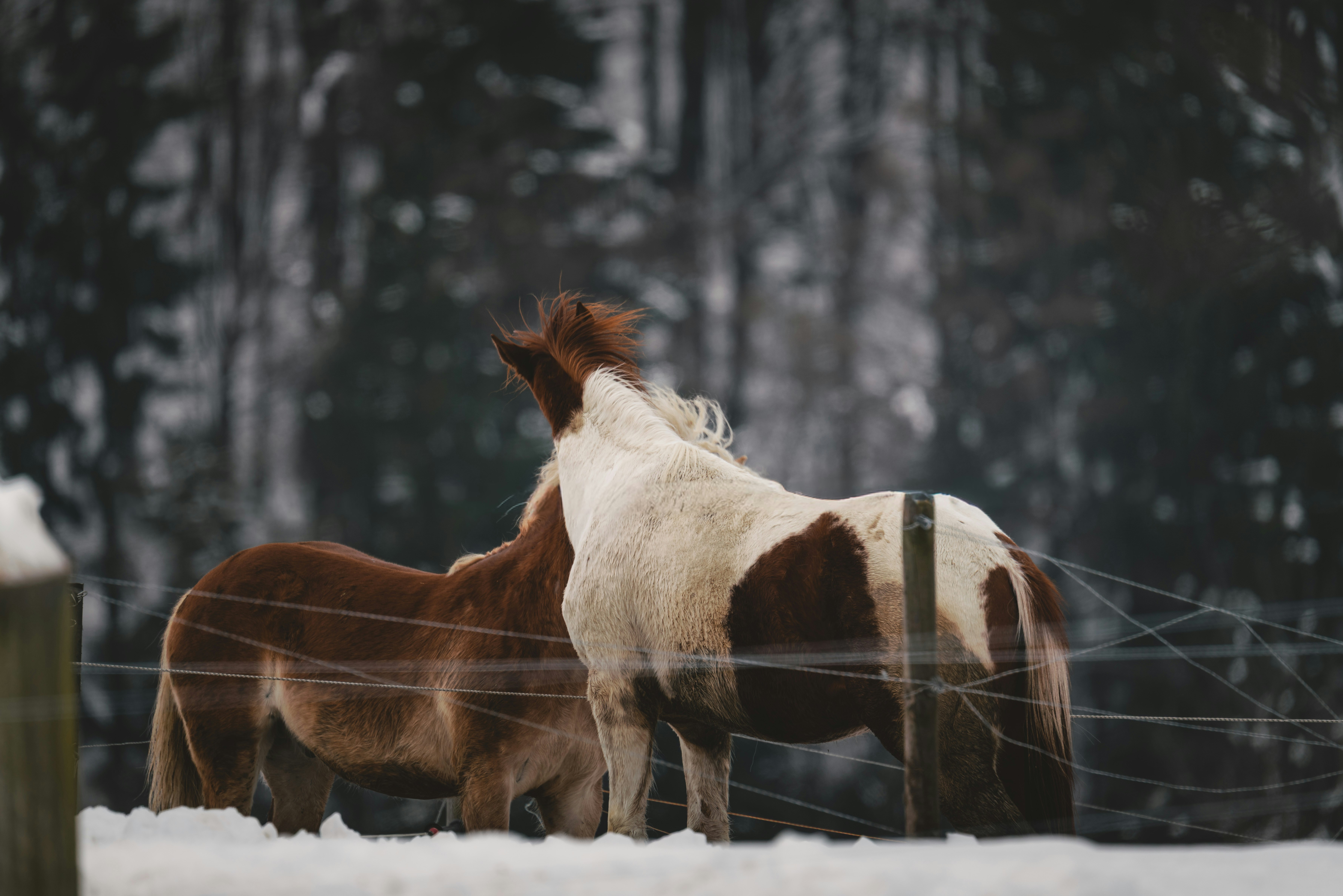 Pasture Pair in Snow: Pale mare and chestnut companion under winter light