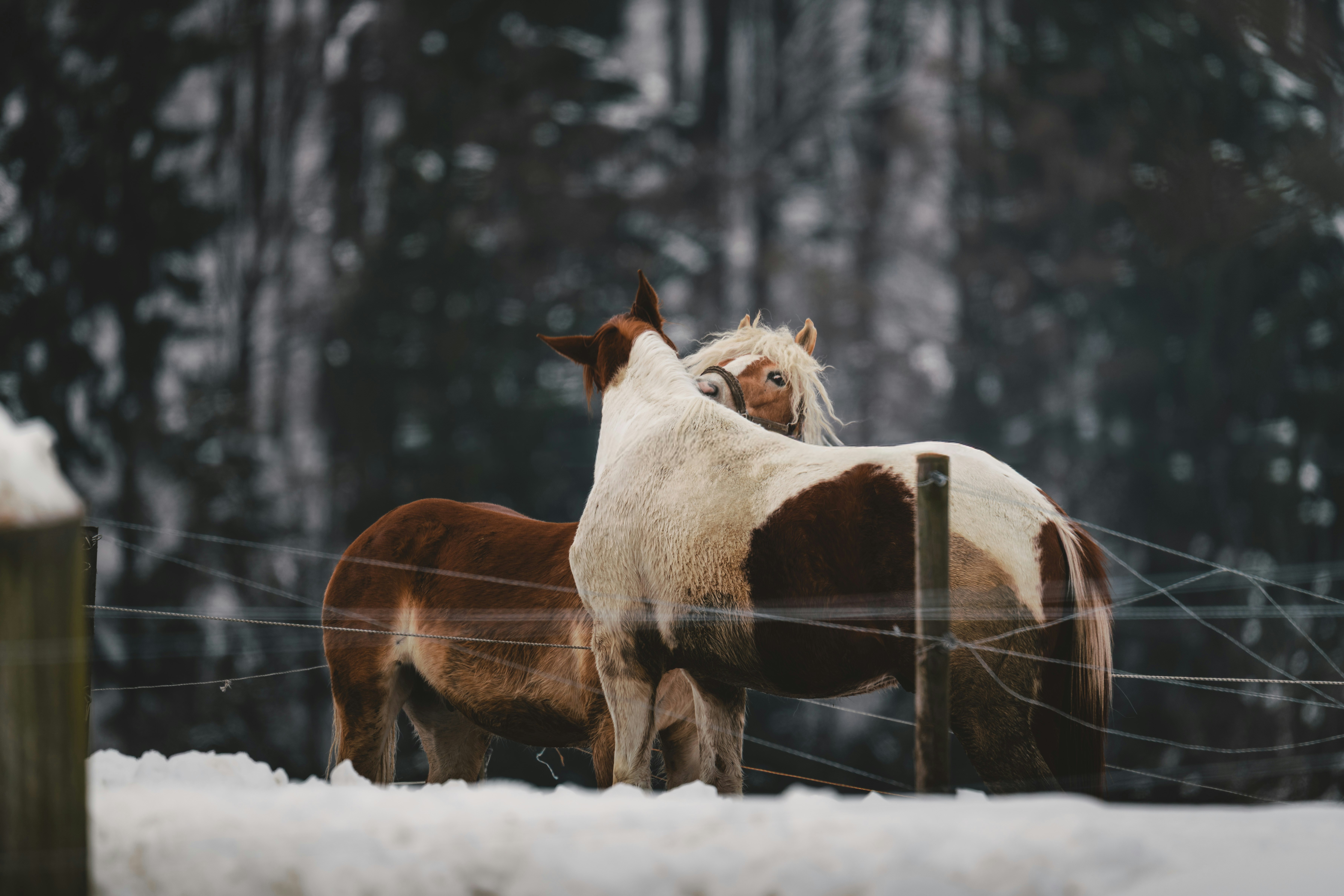 Close Quarters in the Snow: Horses Nuzzling at the Fence