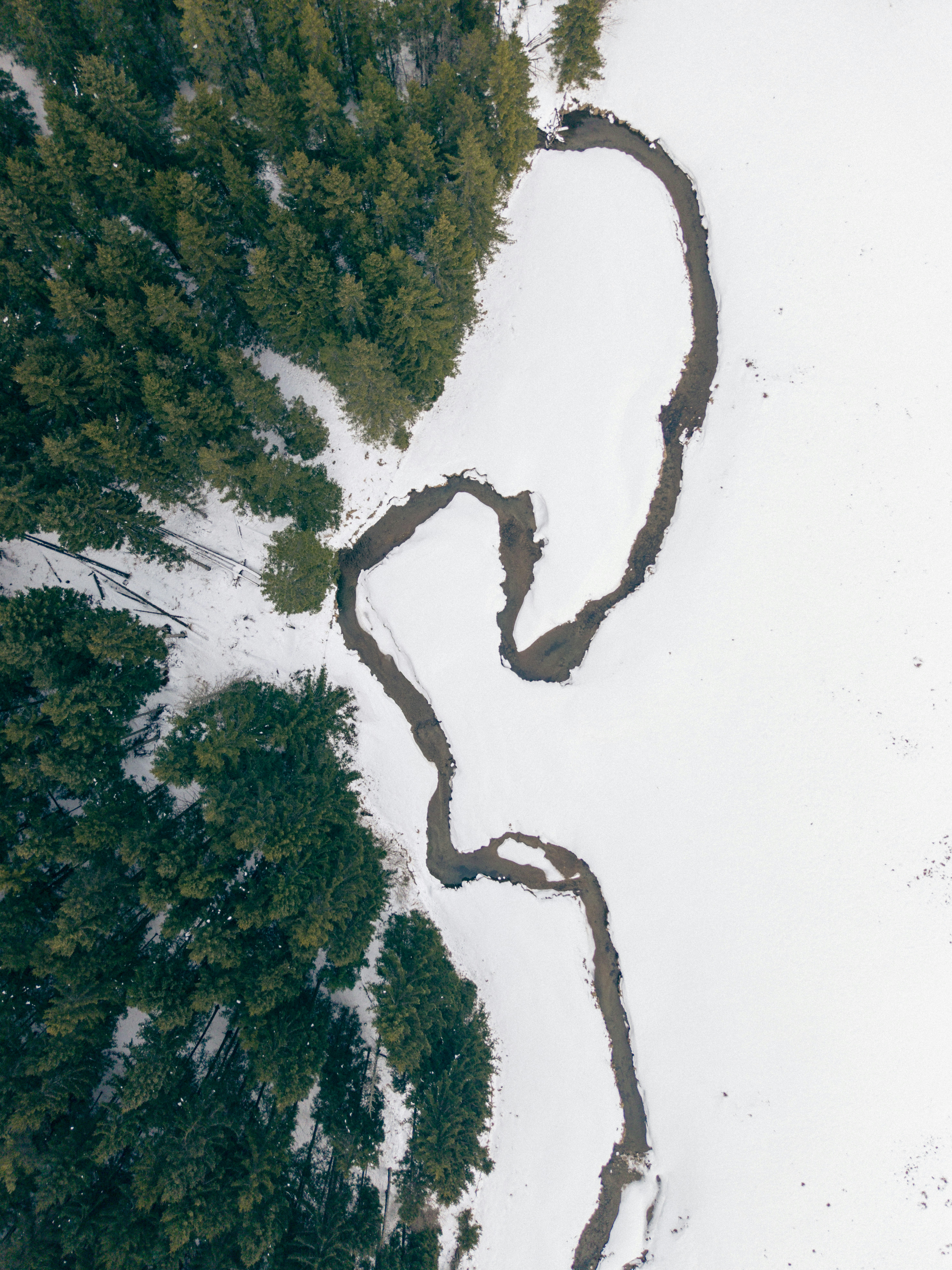 Silent Twist: A Snow-Wedged River Meander Through Conifer Edges