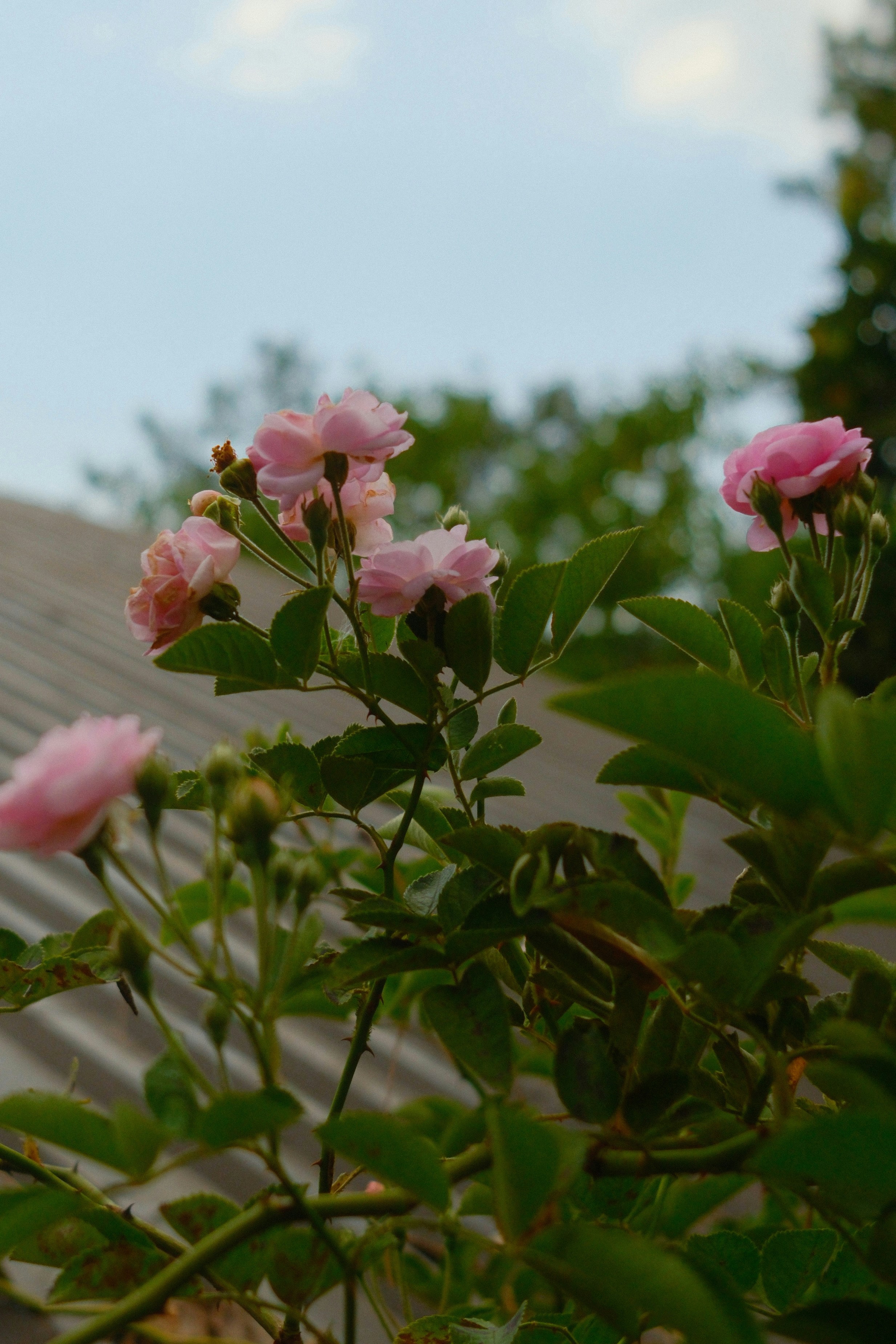 Pink Rose Cluster Reaching Toward a Bluish Sky