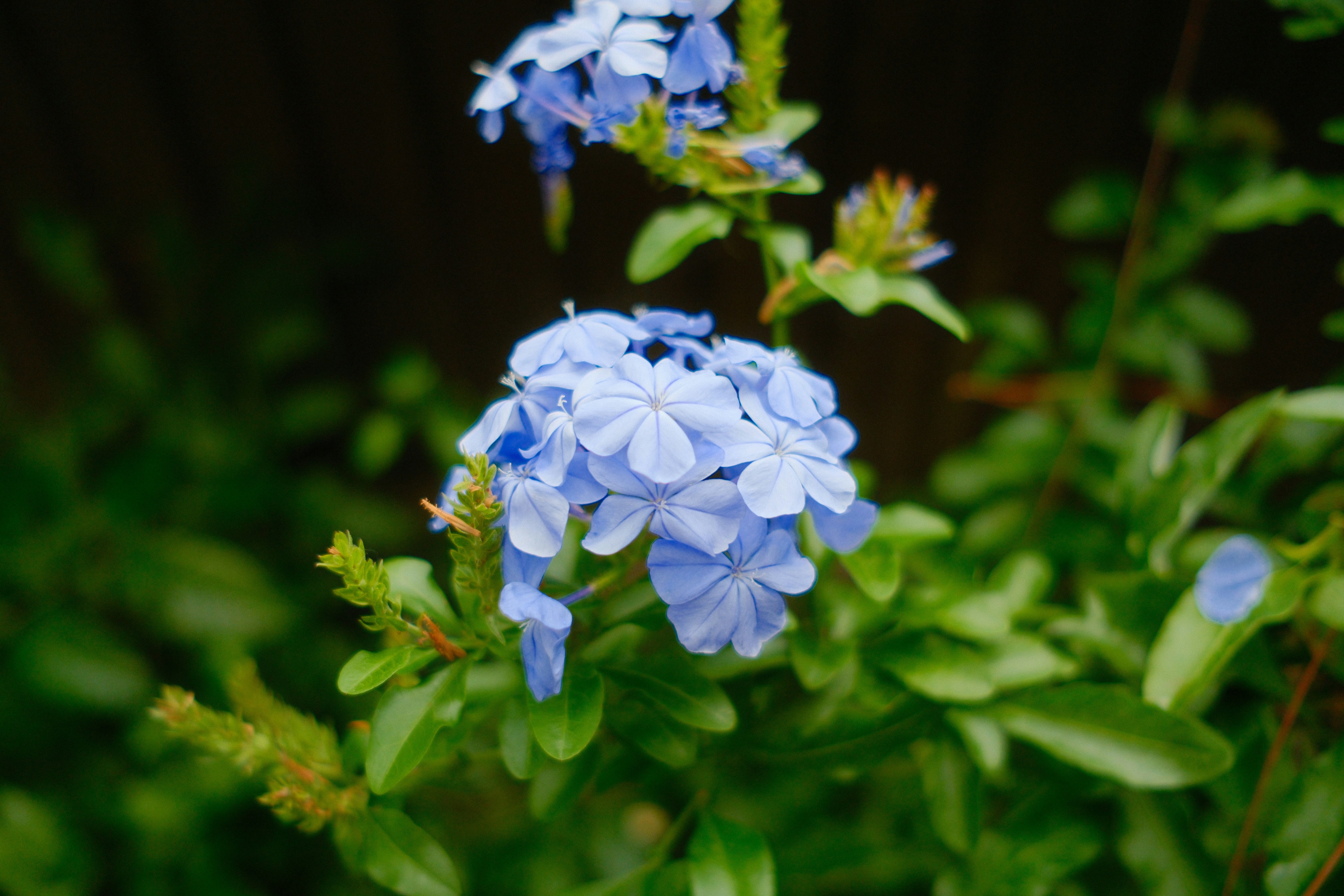 Soft-indigo Hydrangea Cluster framed by emerald leaves