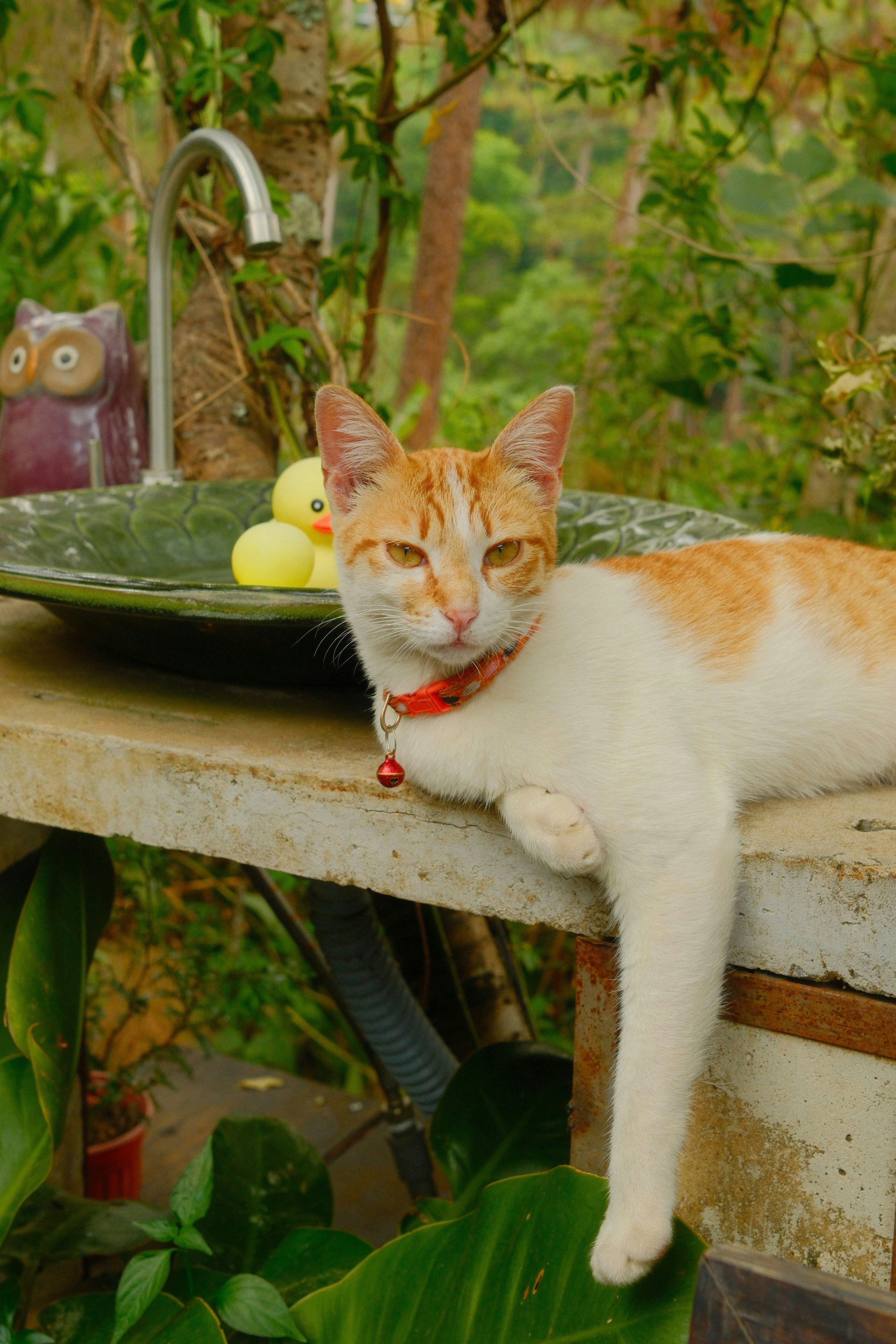 Orange-White Cat Reclines on Garden Sink, With Rubber Duck Companions