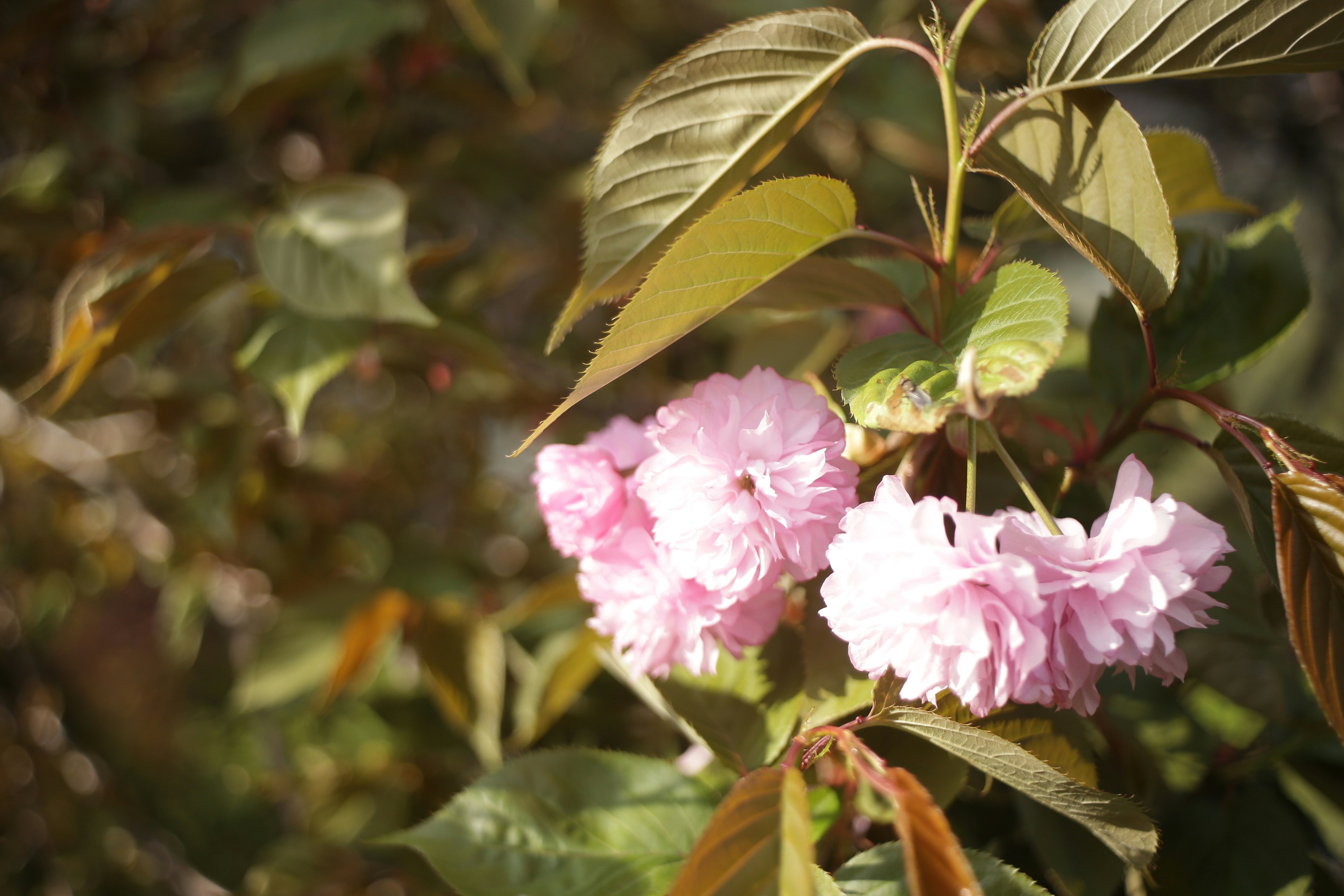 Soft Pink Camellia in Dappled Spring Light