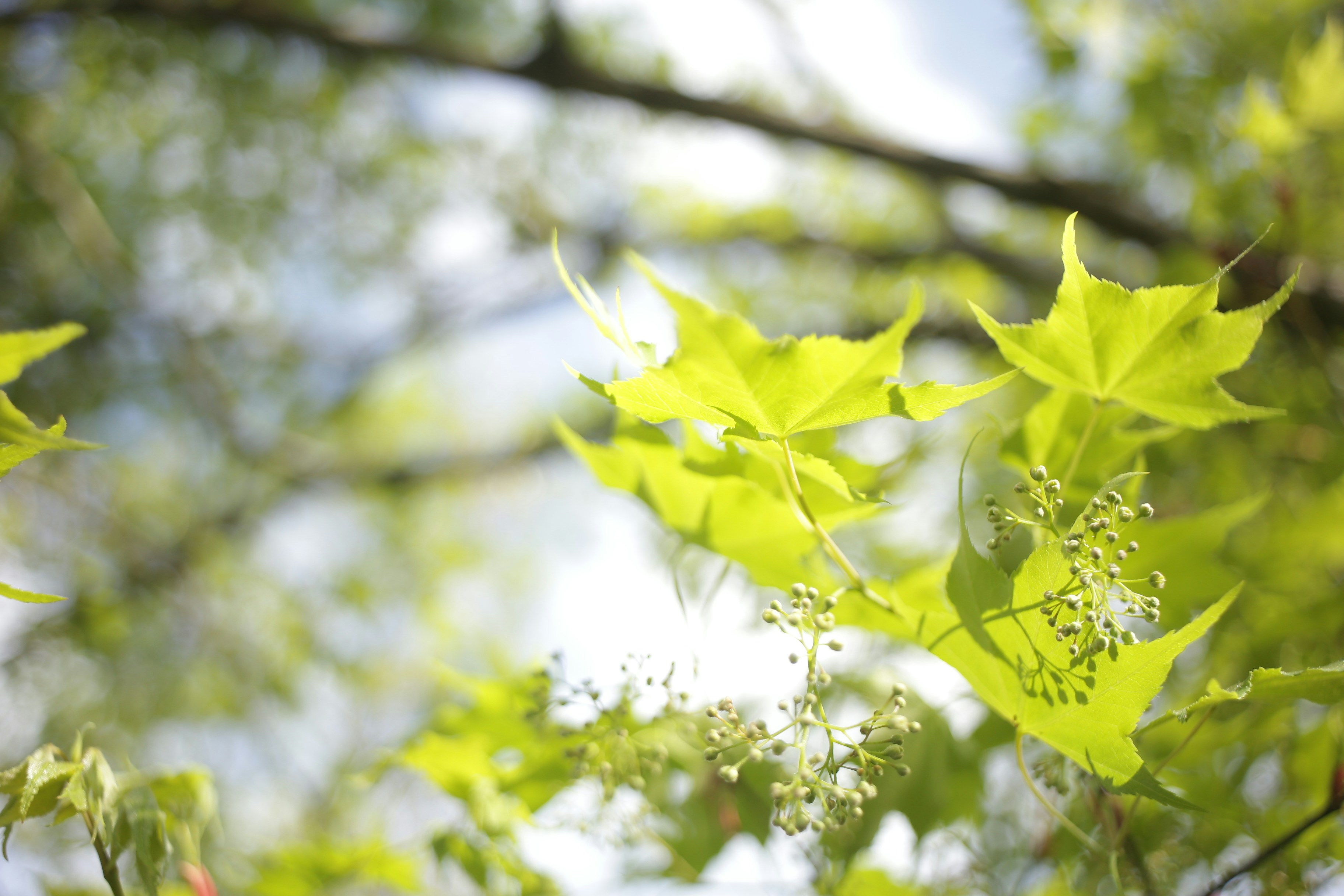 Sunlit Maple Foliage: Fresh Leaves in Spring Light