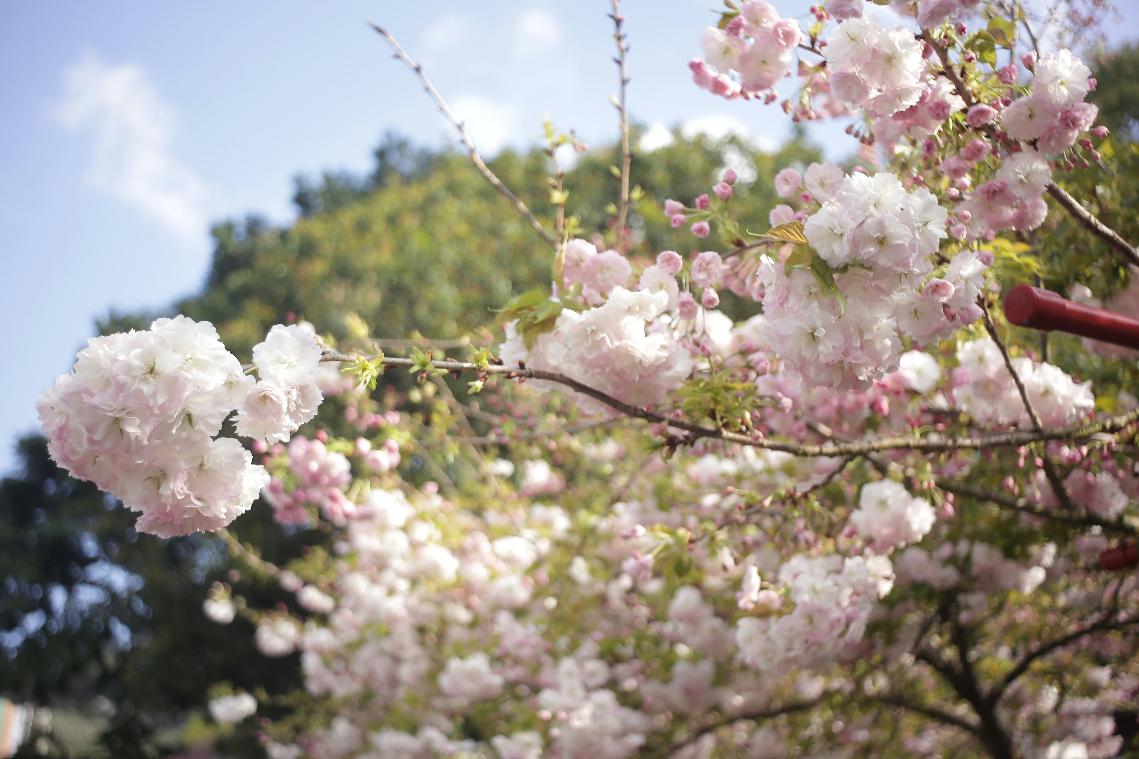 Blossom Parade: A Branch Framed in Spring Sky