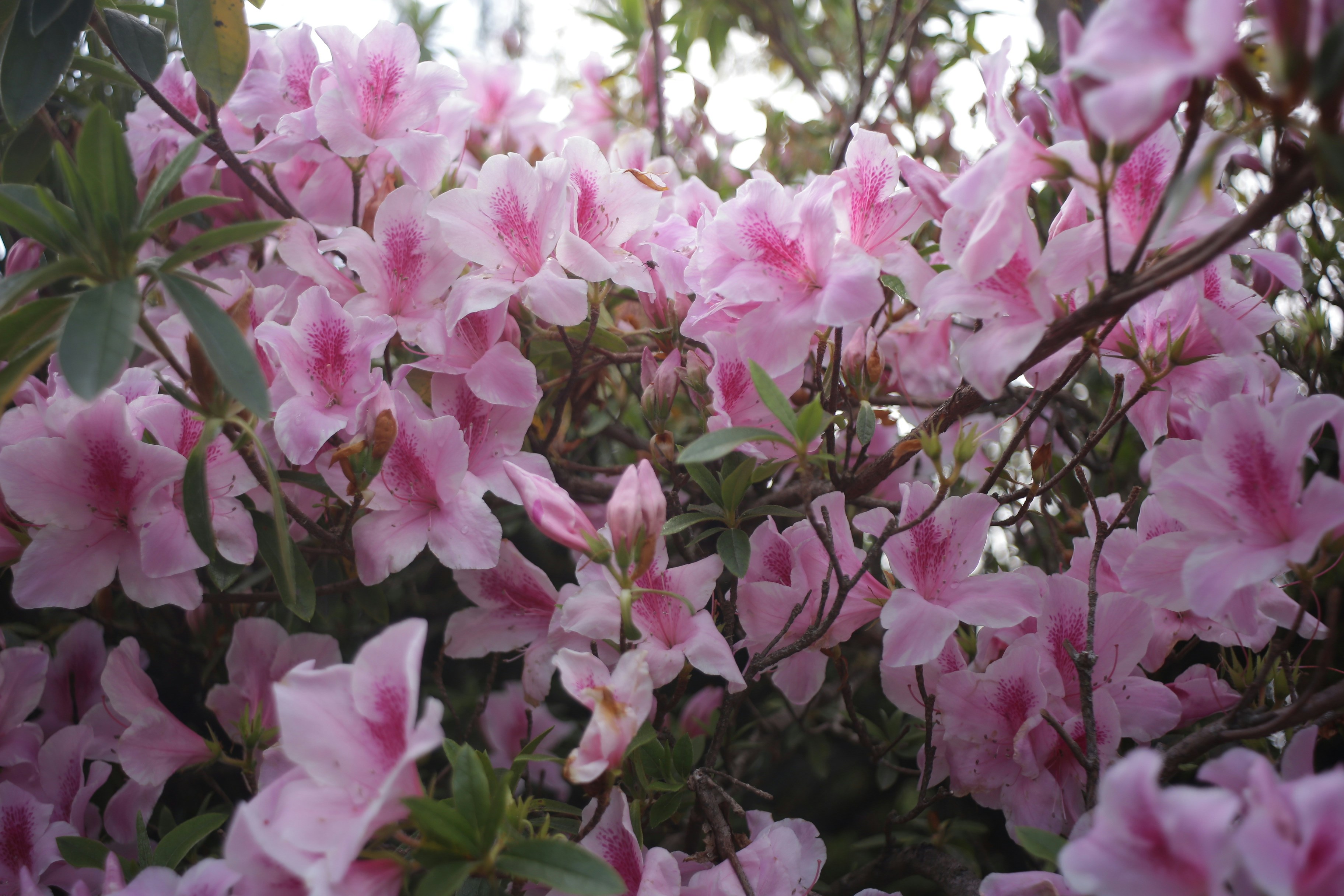 Blooming Pink: A Sea of Azalea Blooms in Soft Focus Spring Light