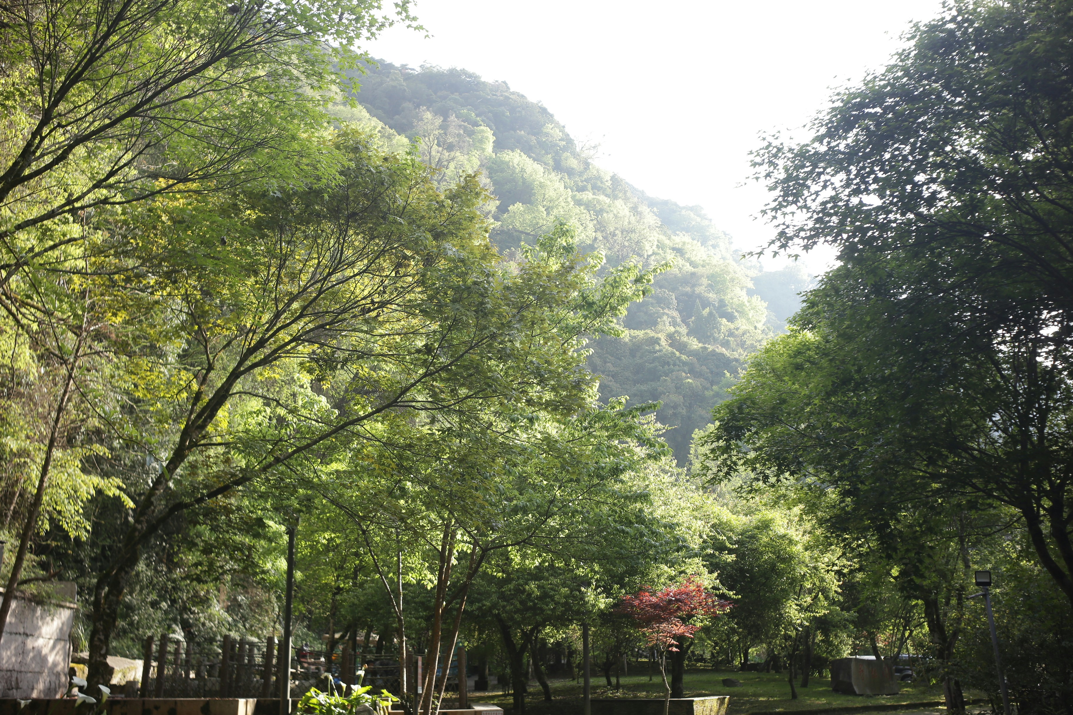 Sunlit Canopy over a Tranquil Park