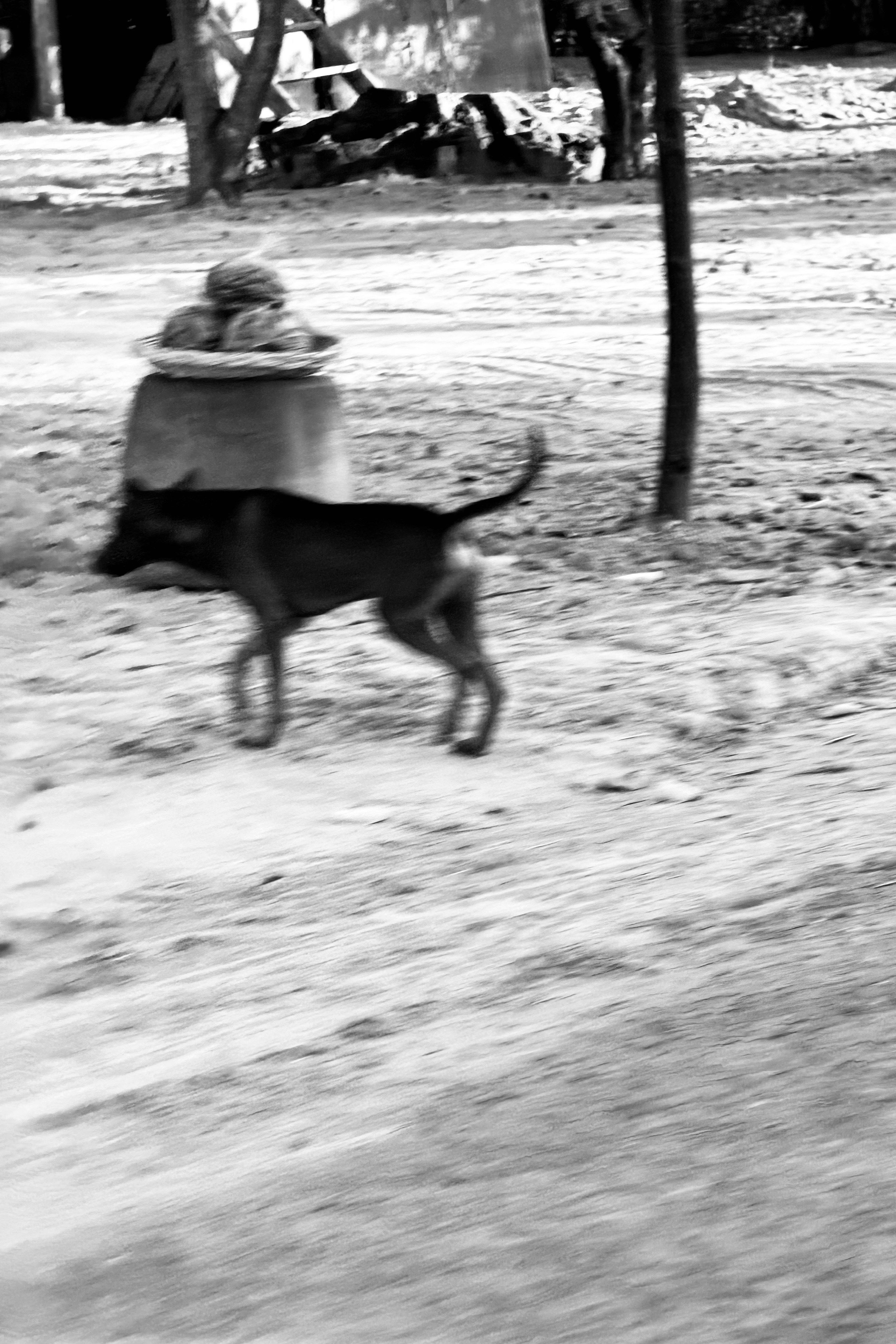 Hound in motion: a park scene blurred by autumn breeze