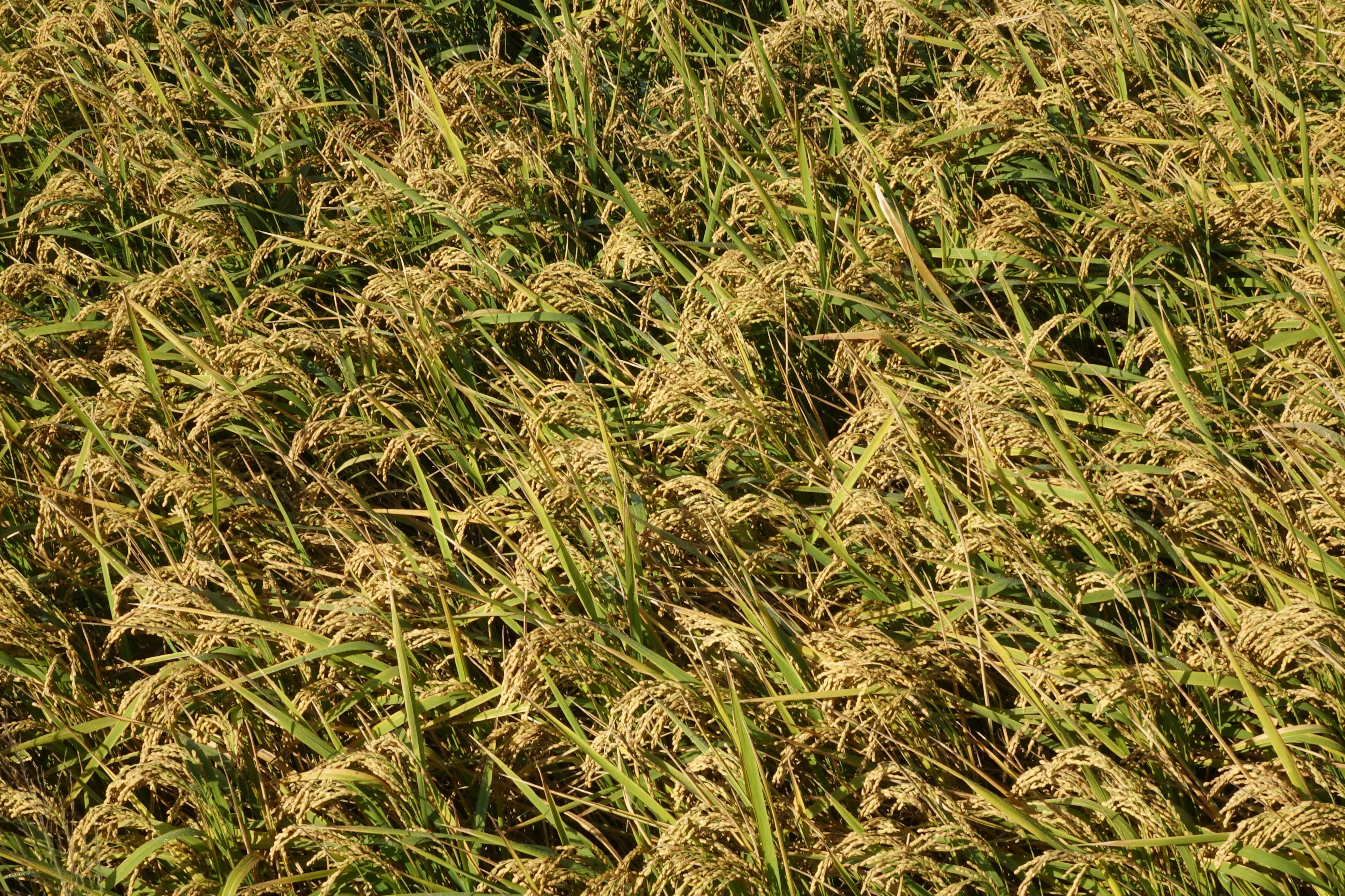 Golden Rush: Field of Weedy Seed Heads Basking in Sunlight