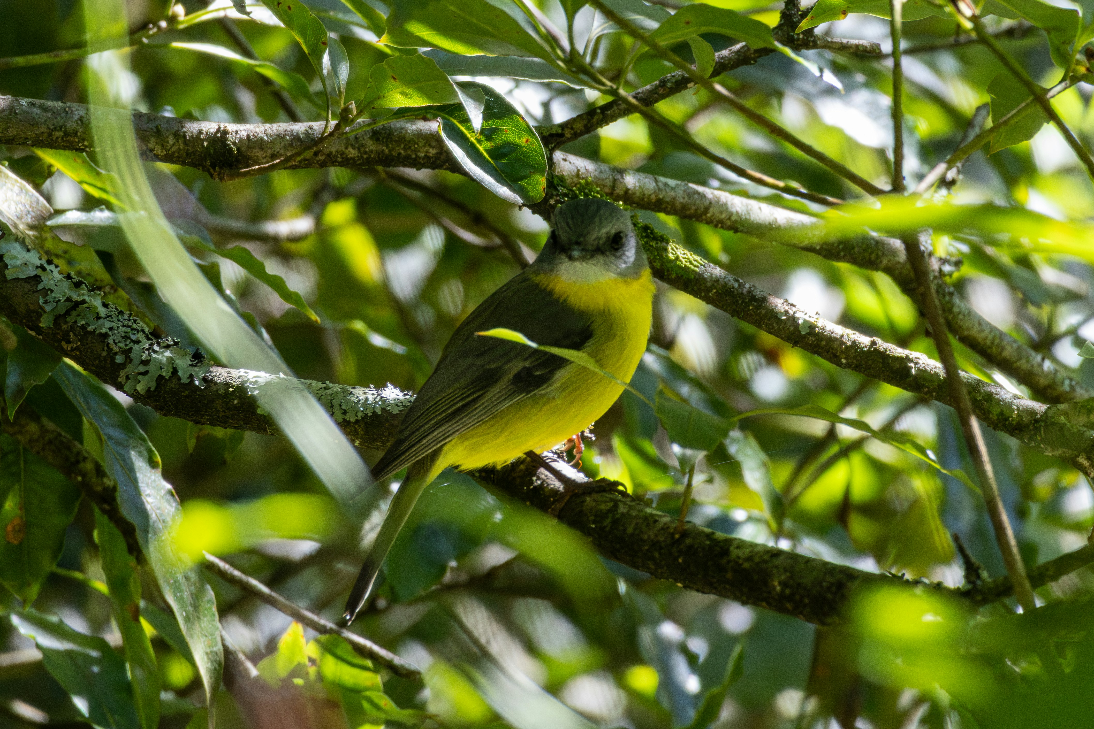 Yellow-breasted Find: A Small Songbird Peeks Through Green Canopy