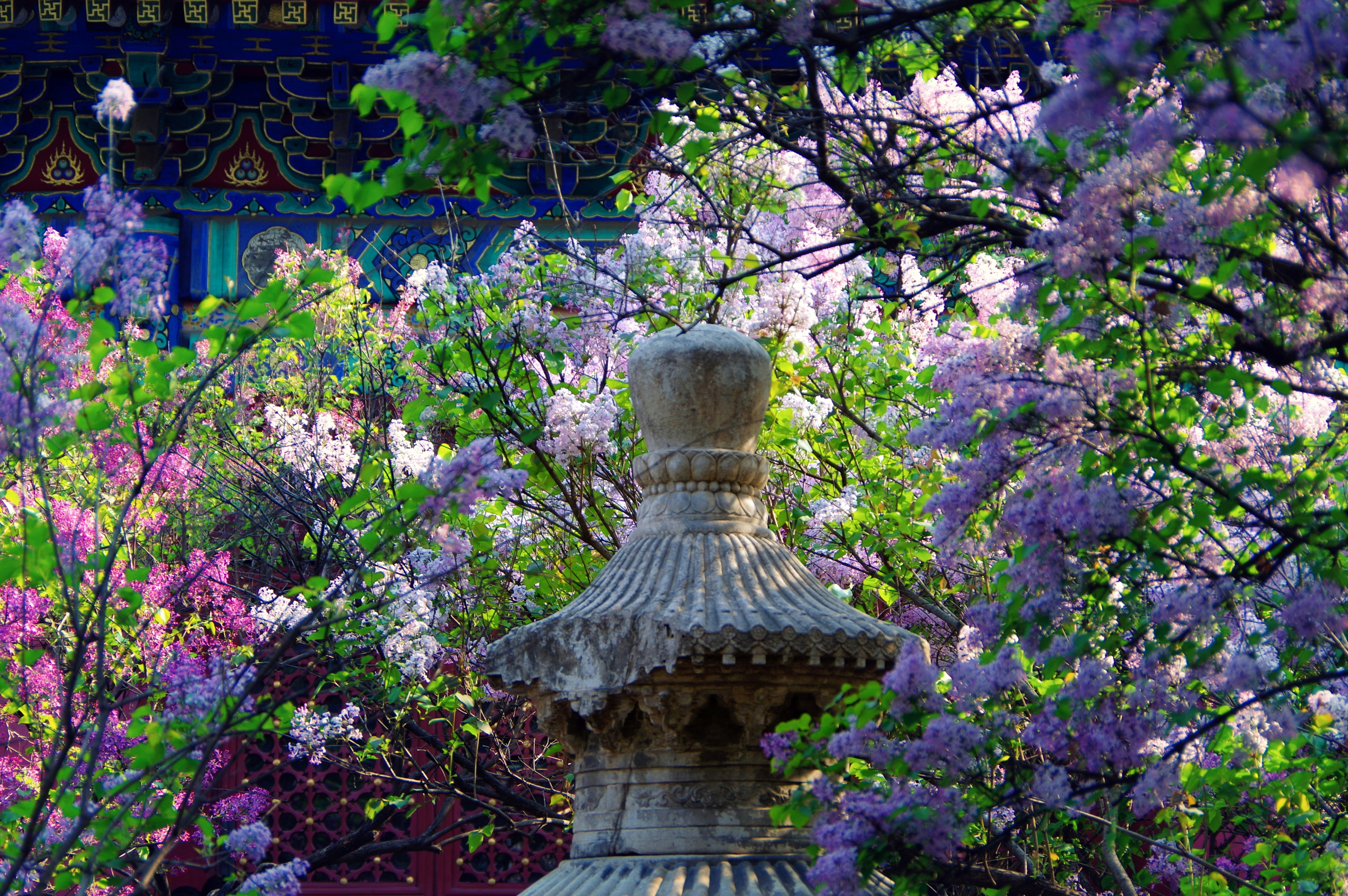 Stone Lantern Quietly Framed by Wisteria in Bloom