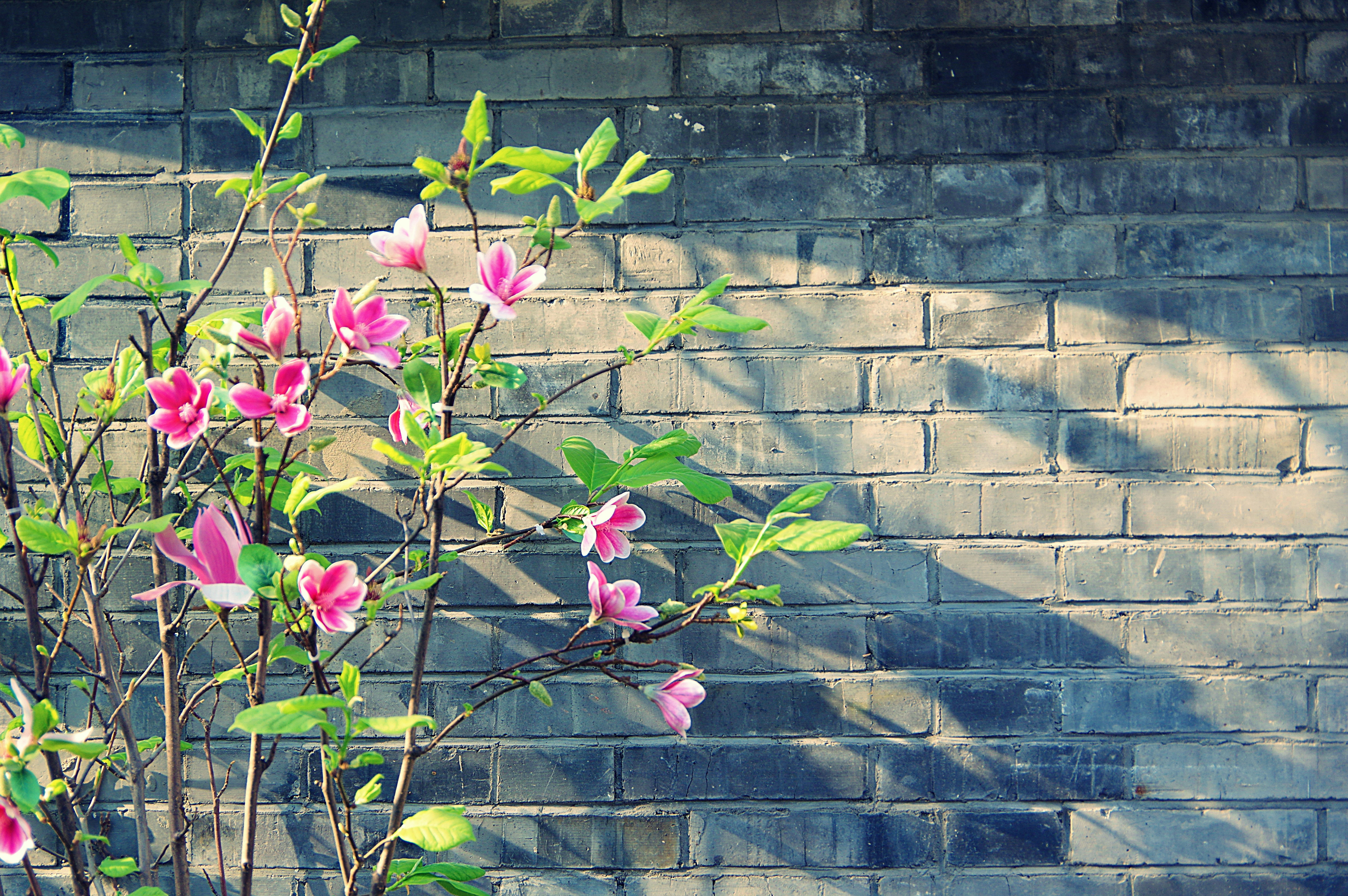 Pink Blooms against a Weathered Brick Backdrop