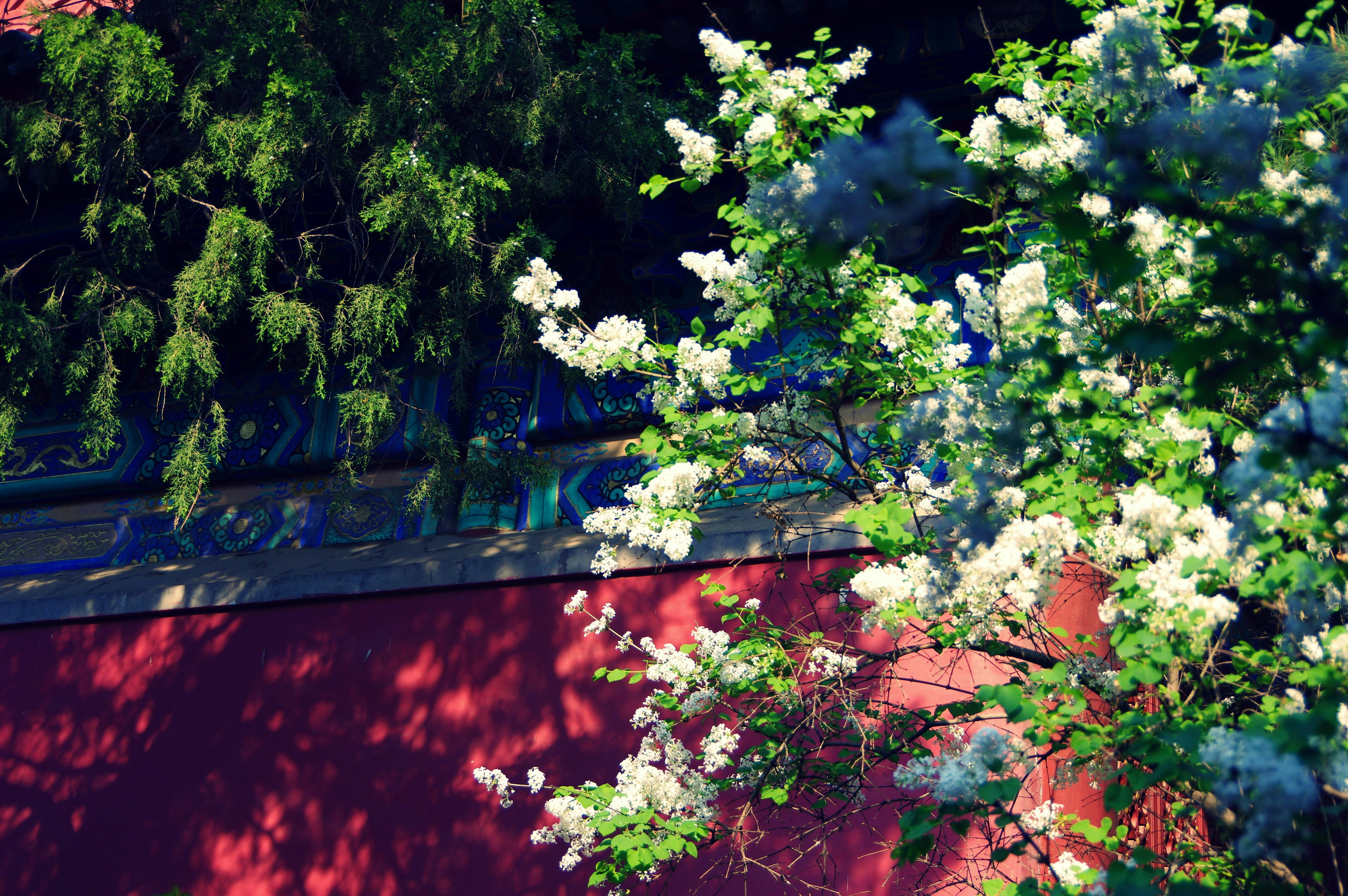White blossoms against a deep red wall framed by shadowed greenery