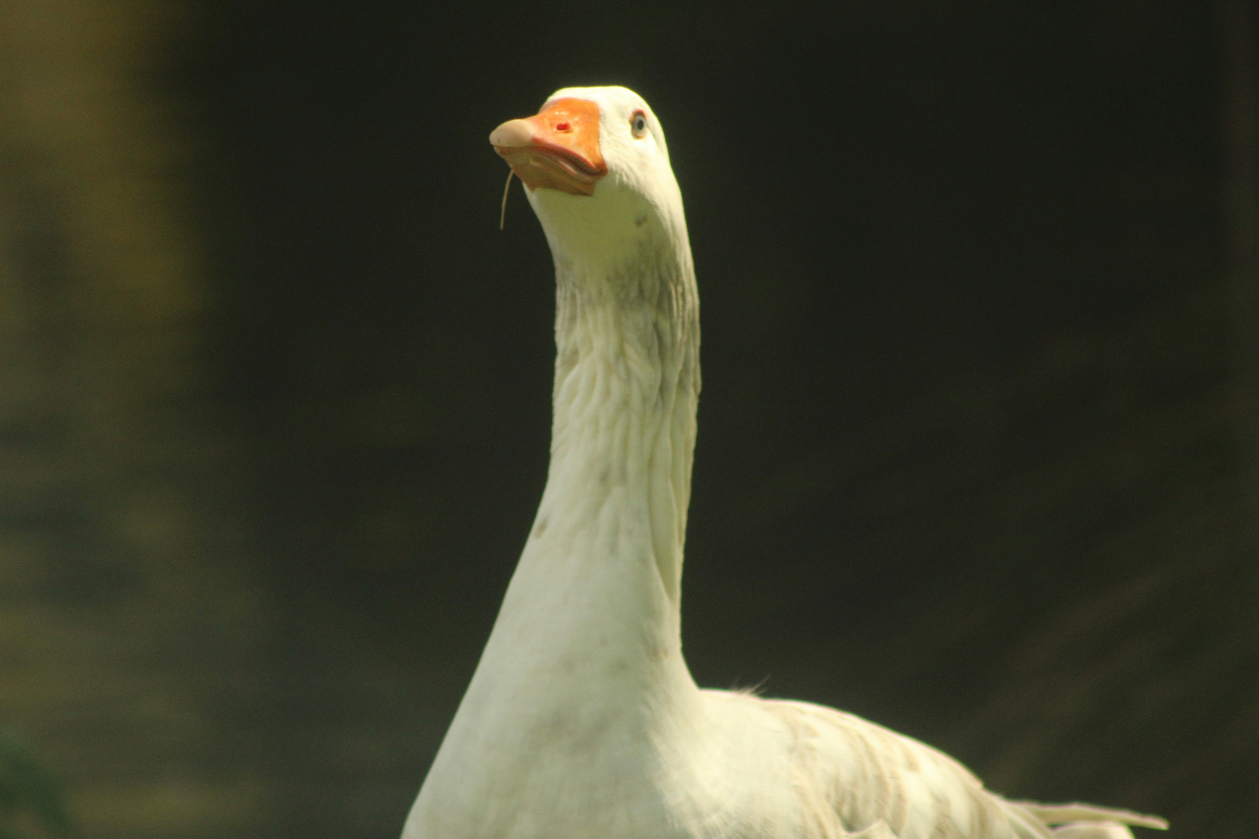 White Goose Staring Down the Light at the Water’s Edge