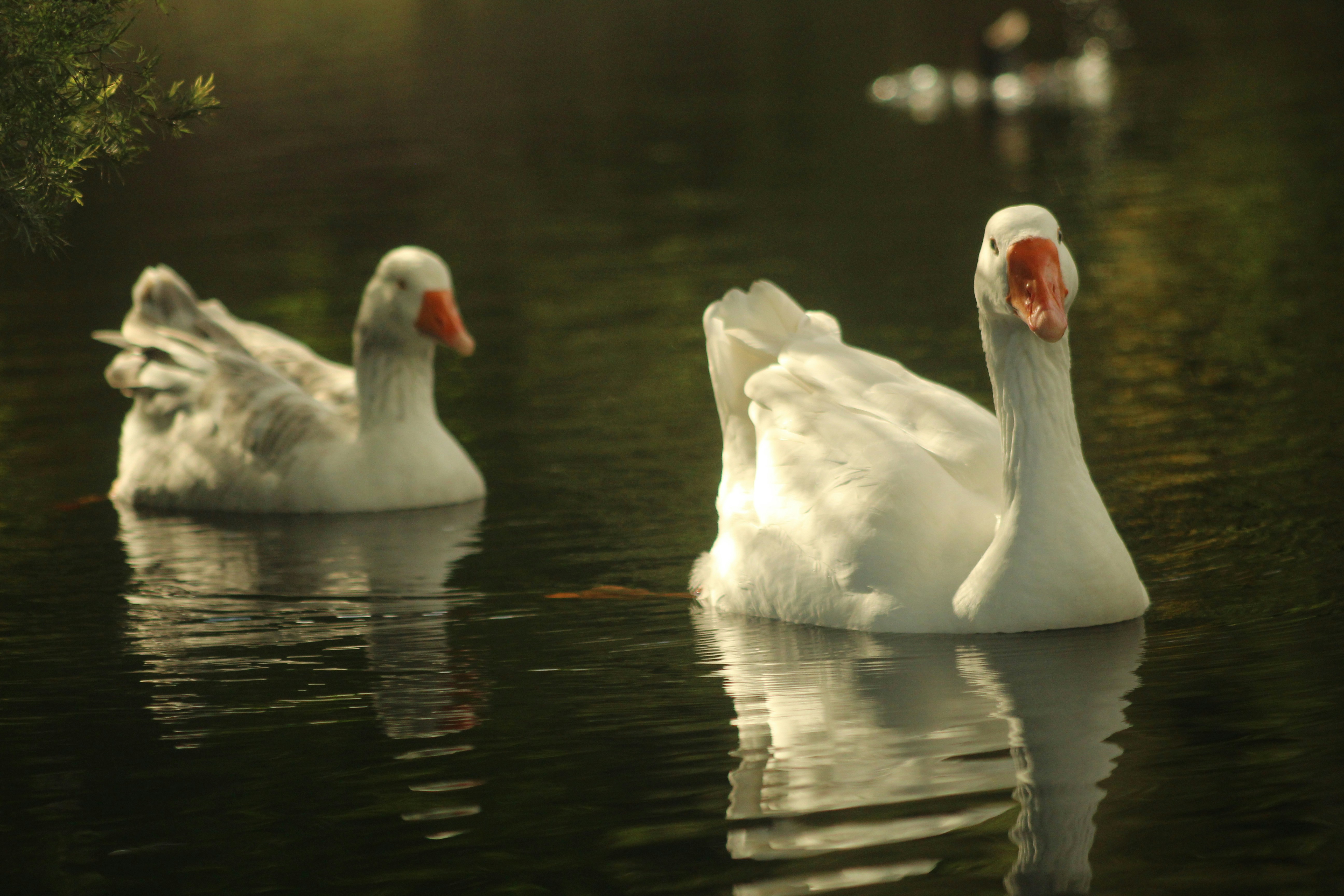 Two White Geese Glide on Calm Pond at Dusk