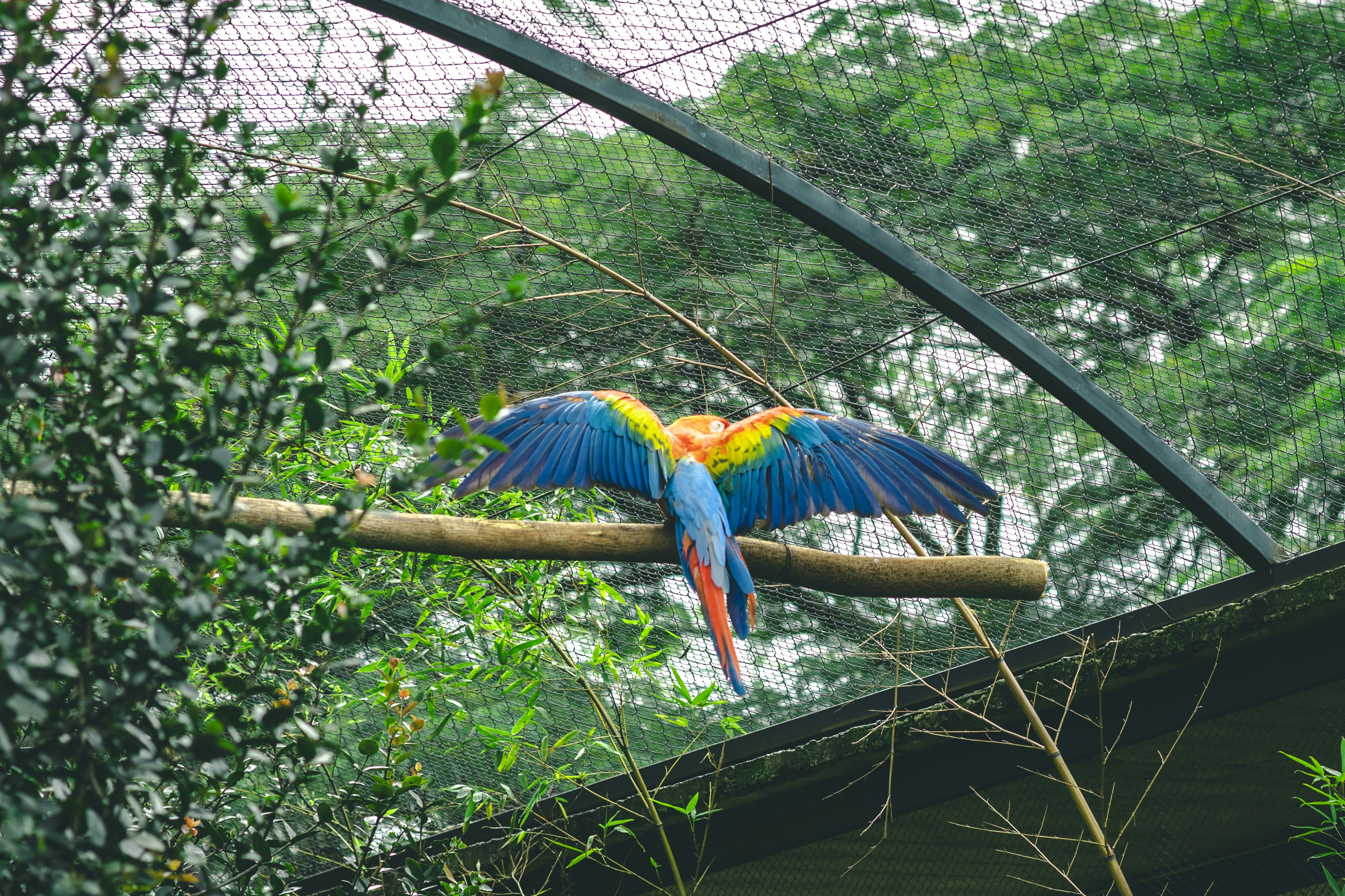 Vibrant Blue-and-Gold Macaw Perched on a Branch Inside a Curved Mesh Enclosure