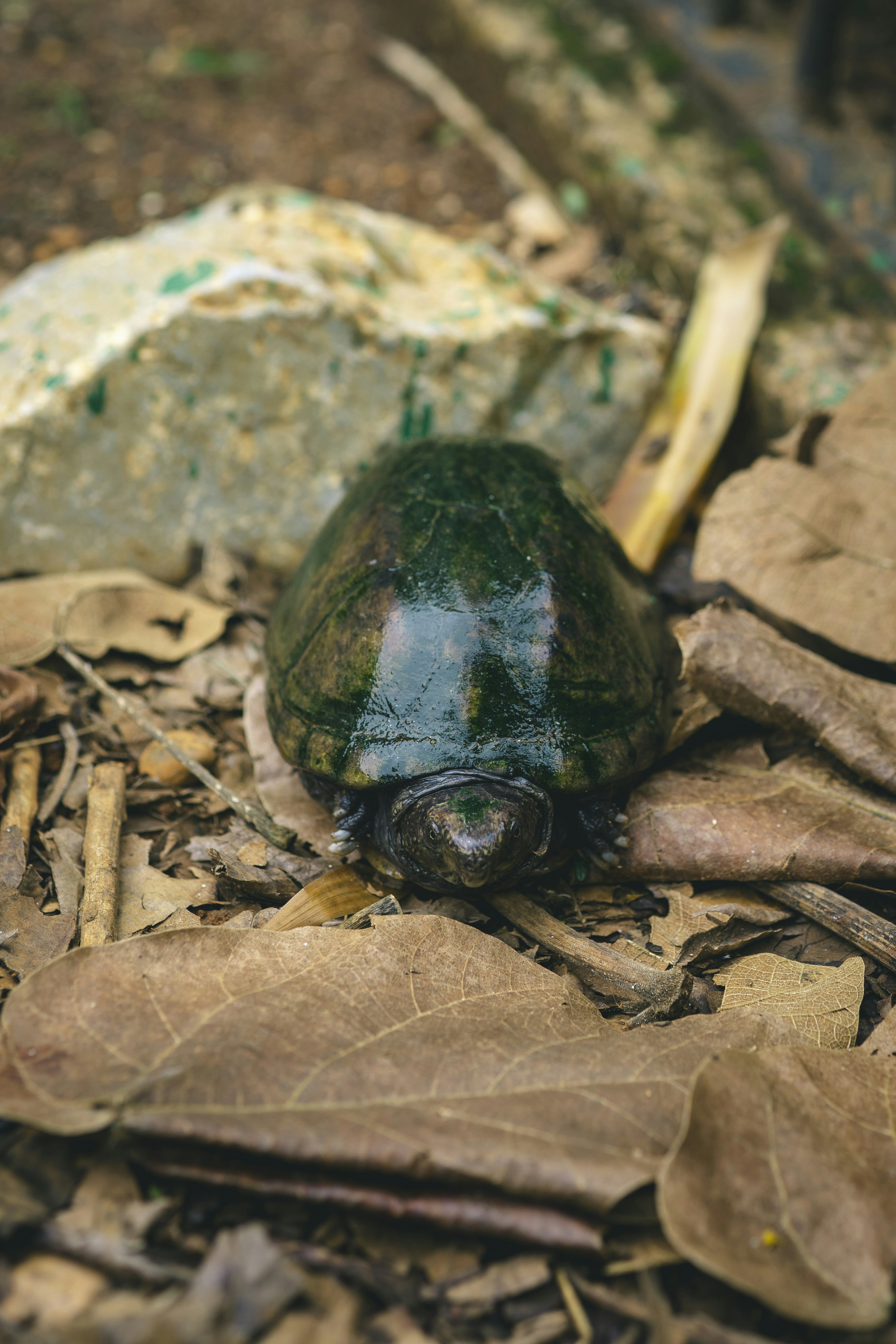Emerald Tortoise Reposing Among Fallen Leaves