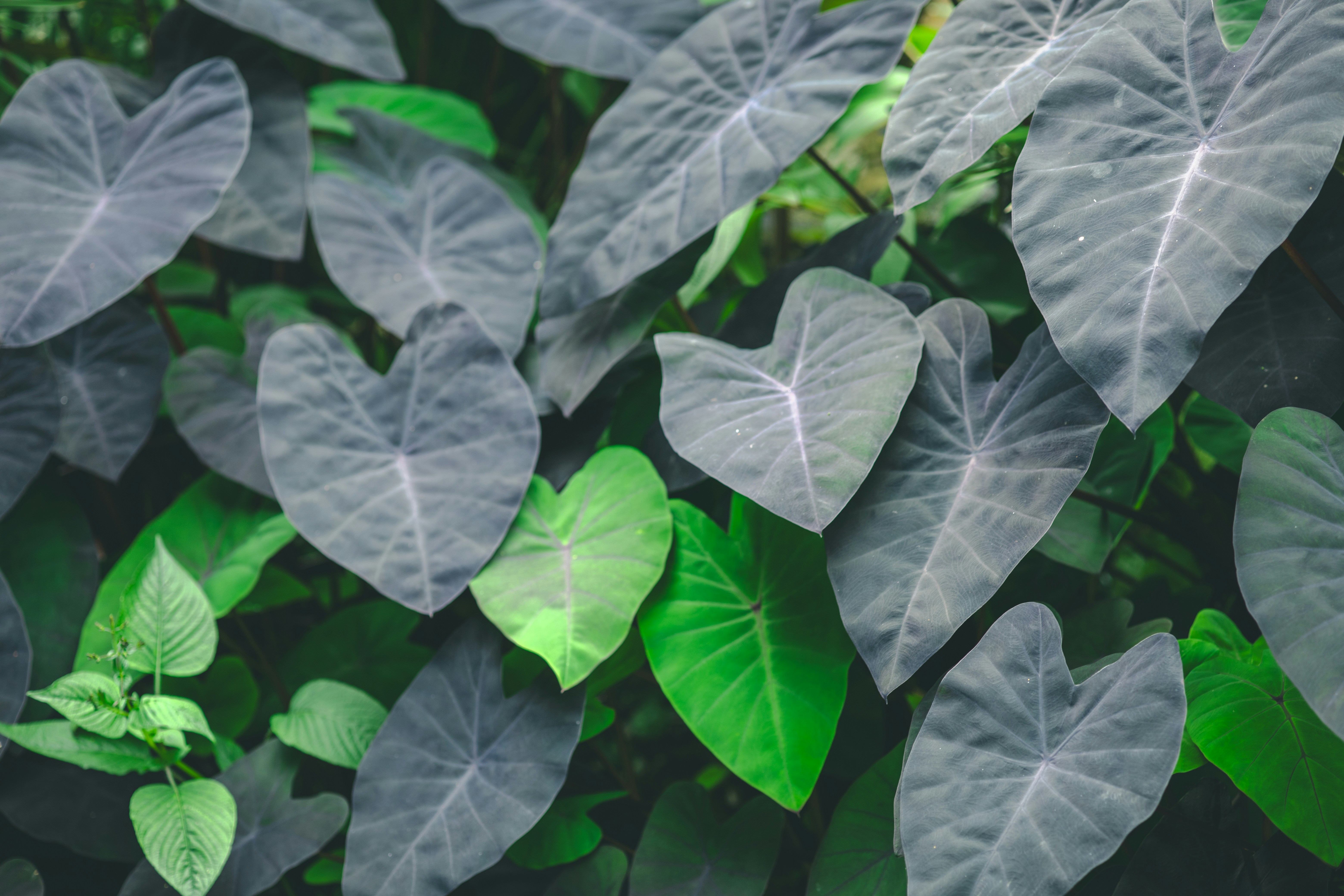 Verdant Contrast: Silver Heart-Shaped Leaves Among Lush Green Foliage