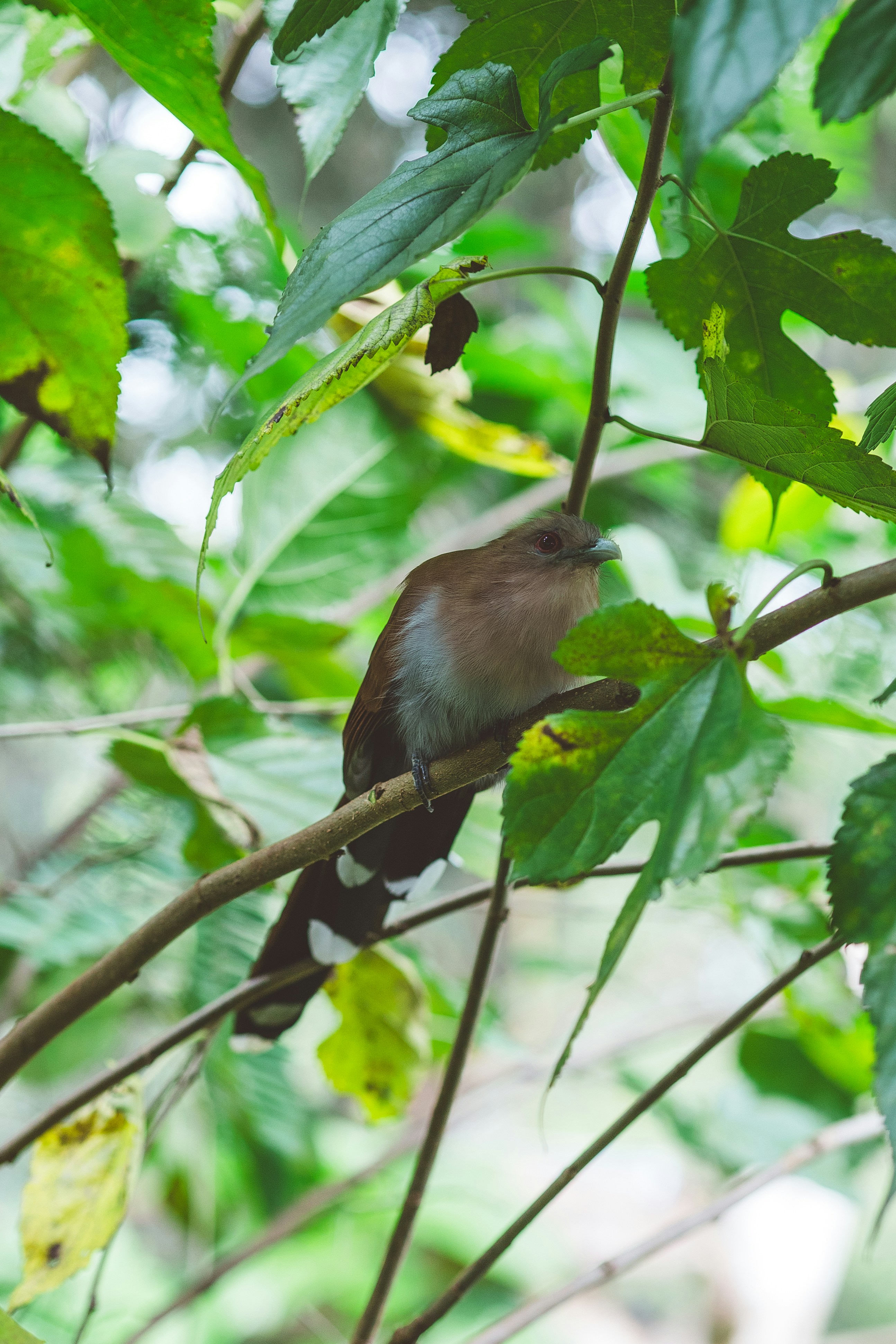 Hidden Perch: A Small Bird Amid Green Canopy