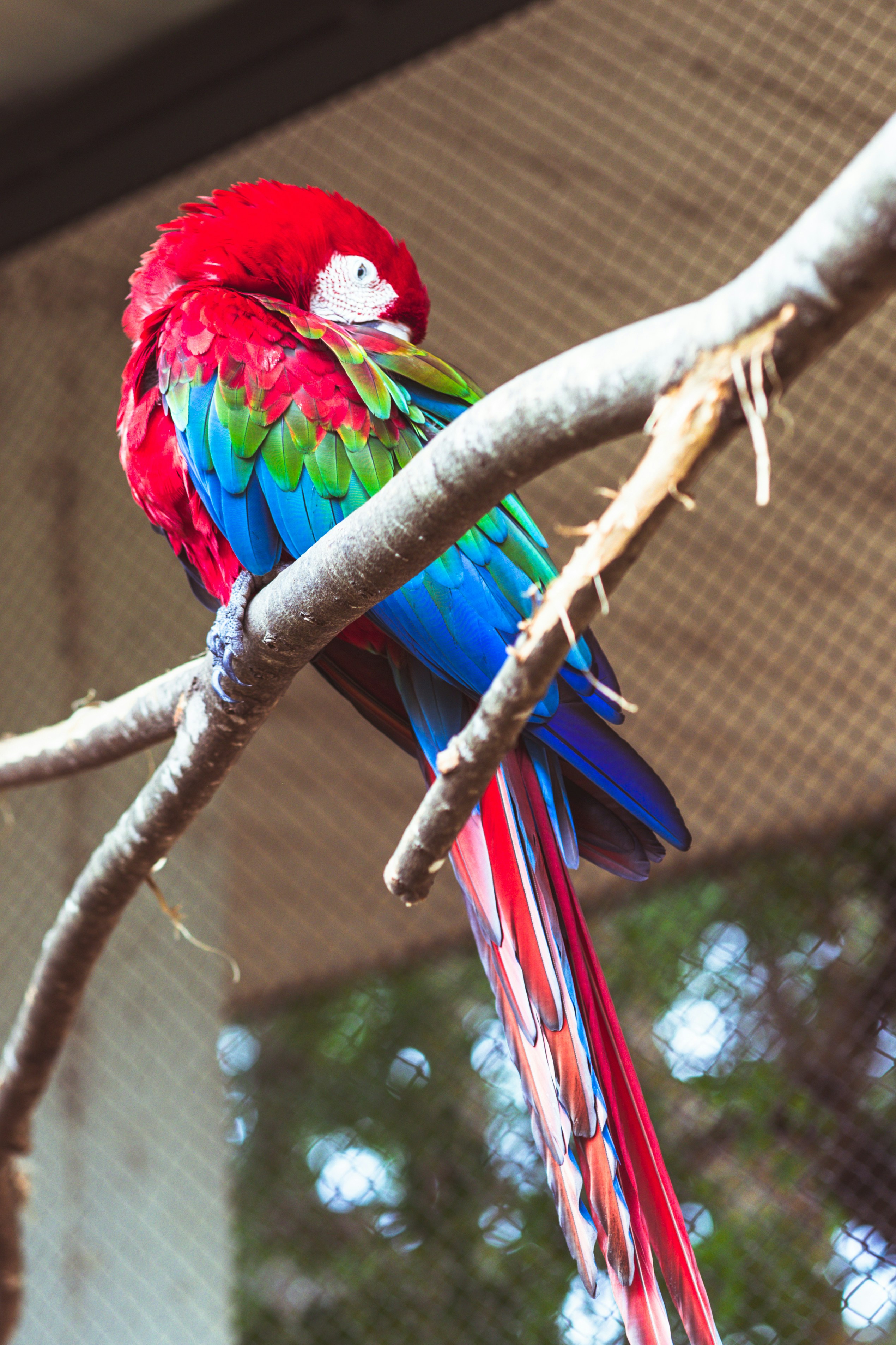 Red-Blue Symphony: A Multicolored Macaw perched in a sunlit enclosure