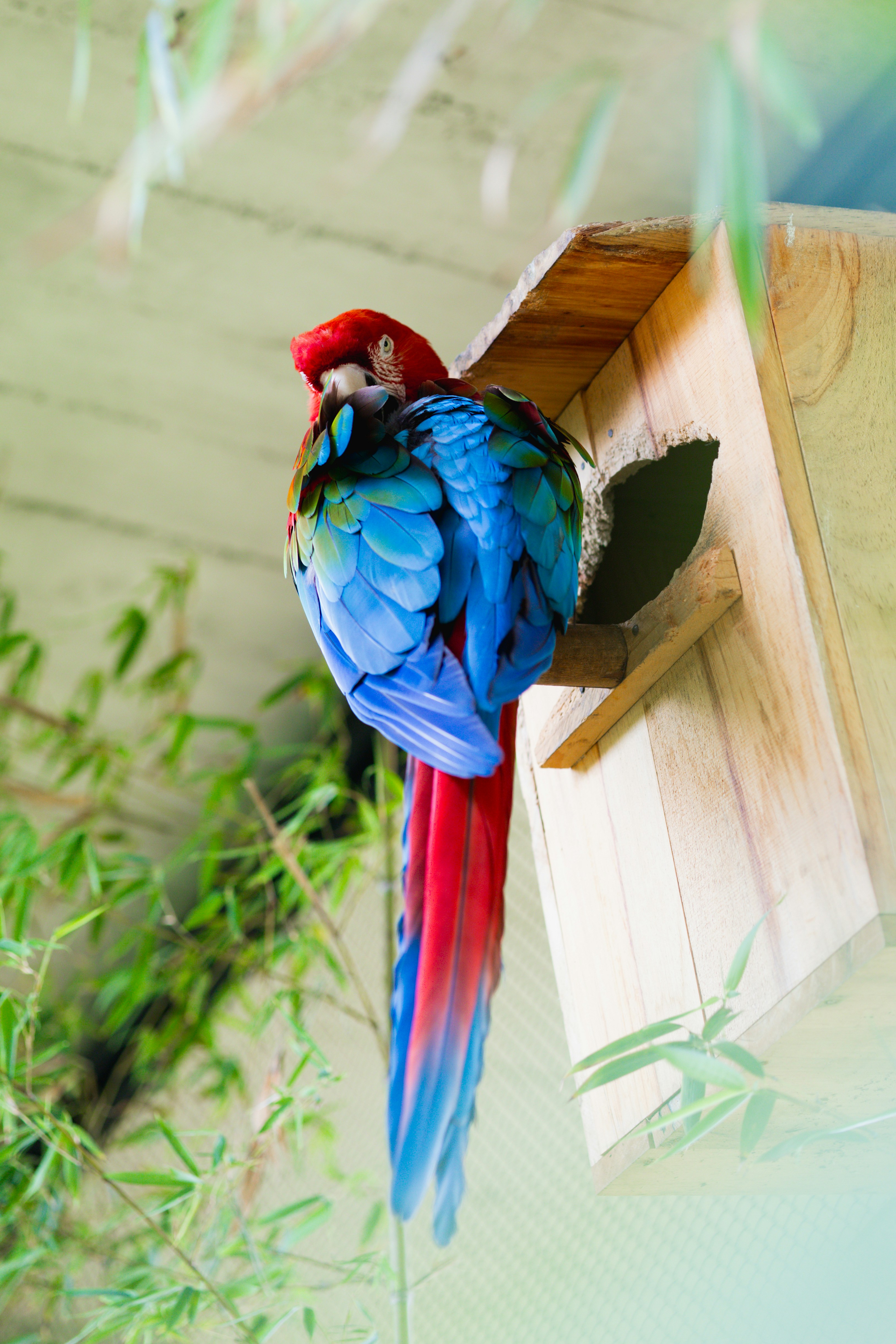Scarlet Crest: Blue-and-Red Macaw Perched by a Nest in Soft Backlit Focus