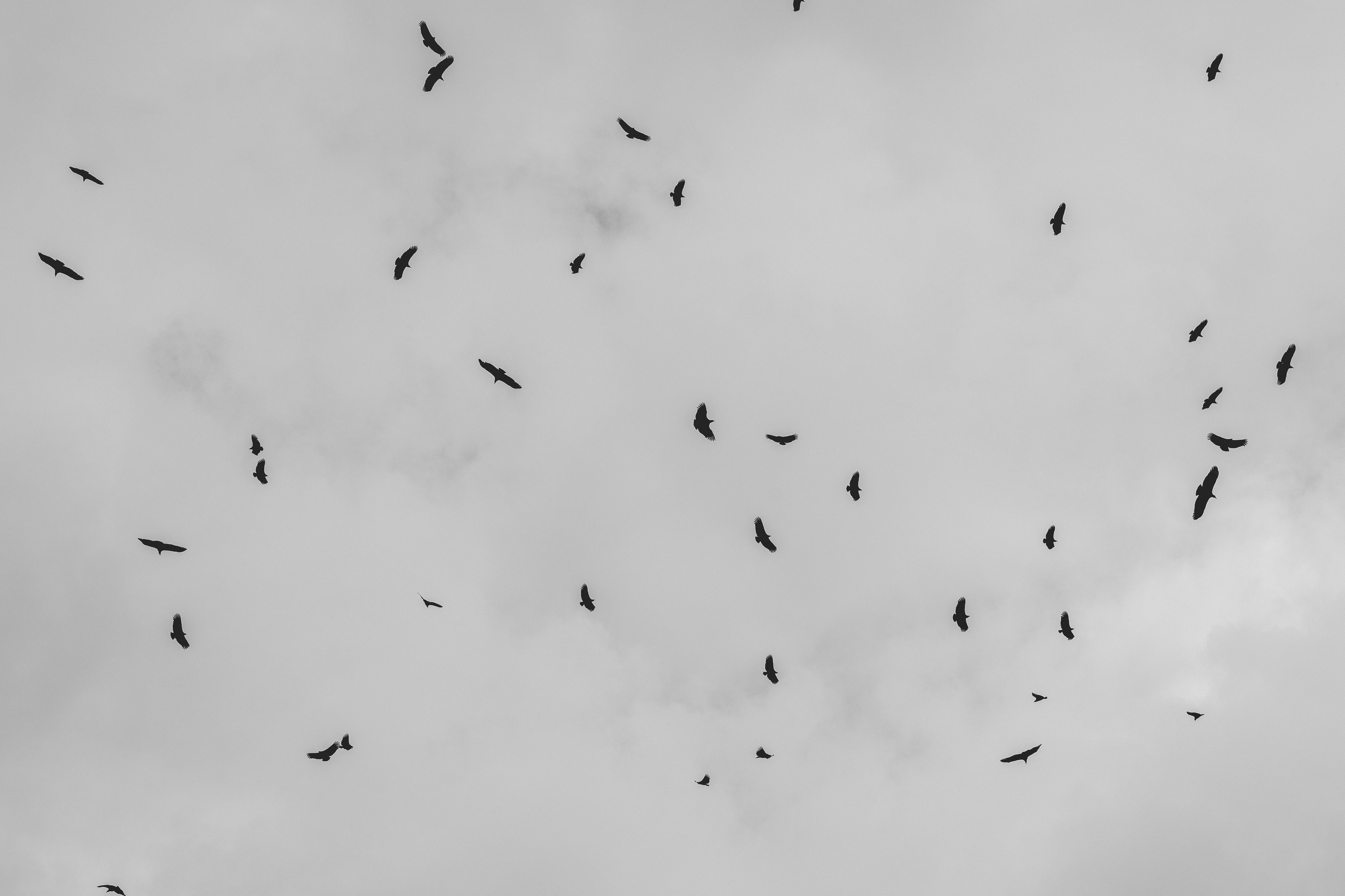 Vagrant flock: scattered silhouettes sweep through overcast sky