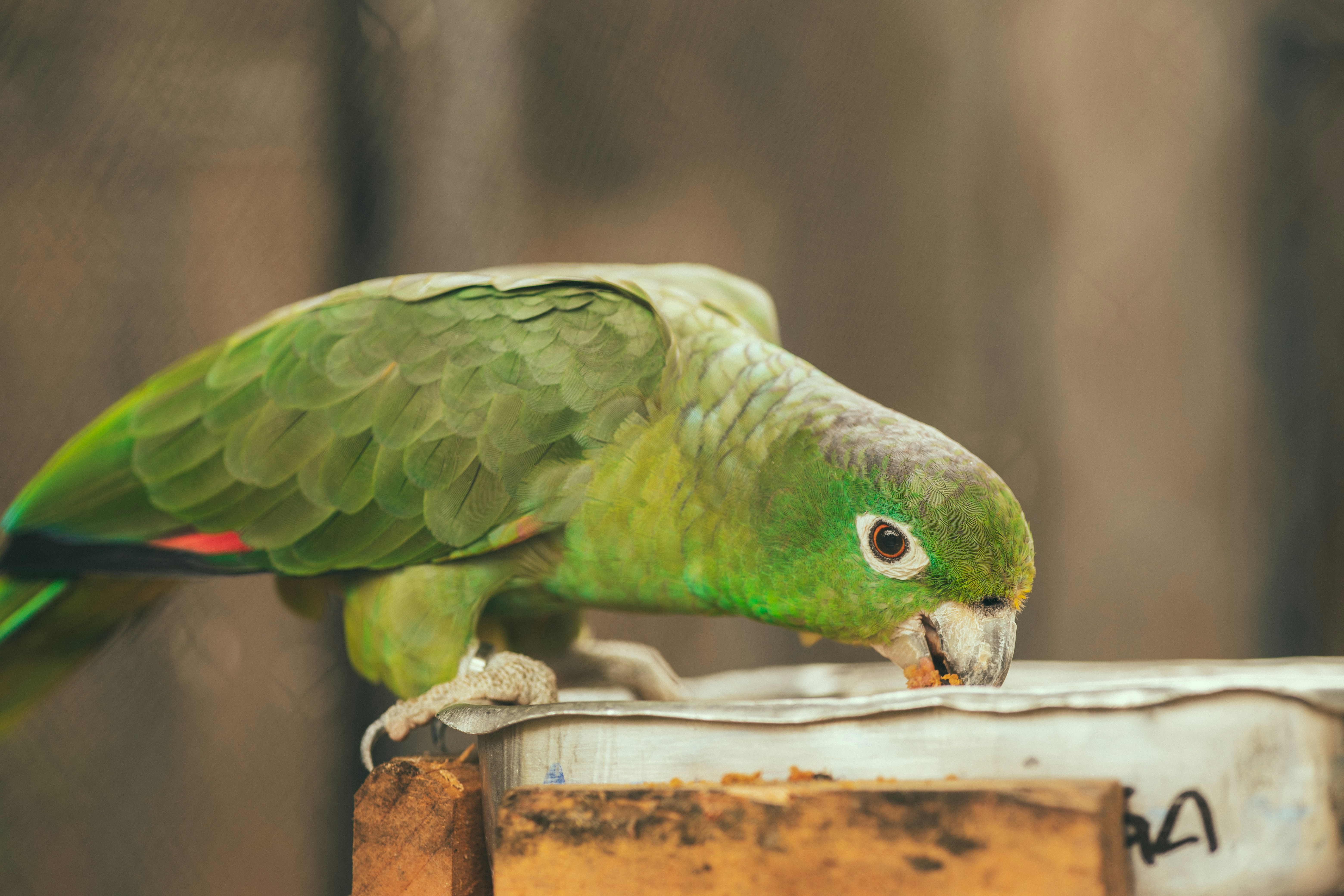 Green Parrot at the Edge of a Wooden Feeder