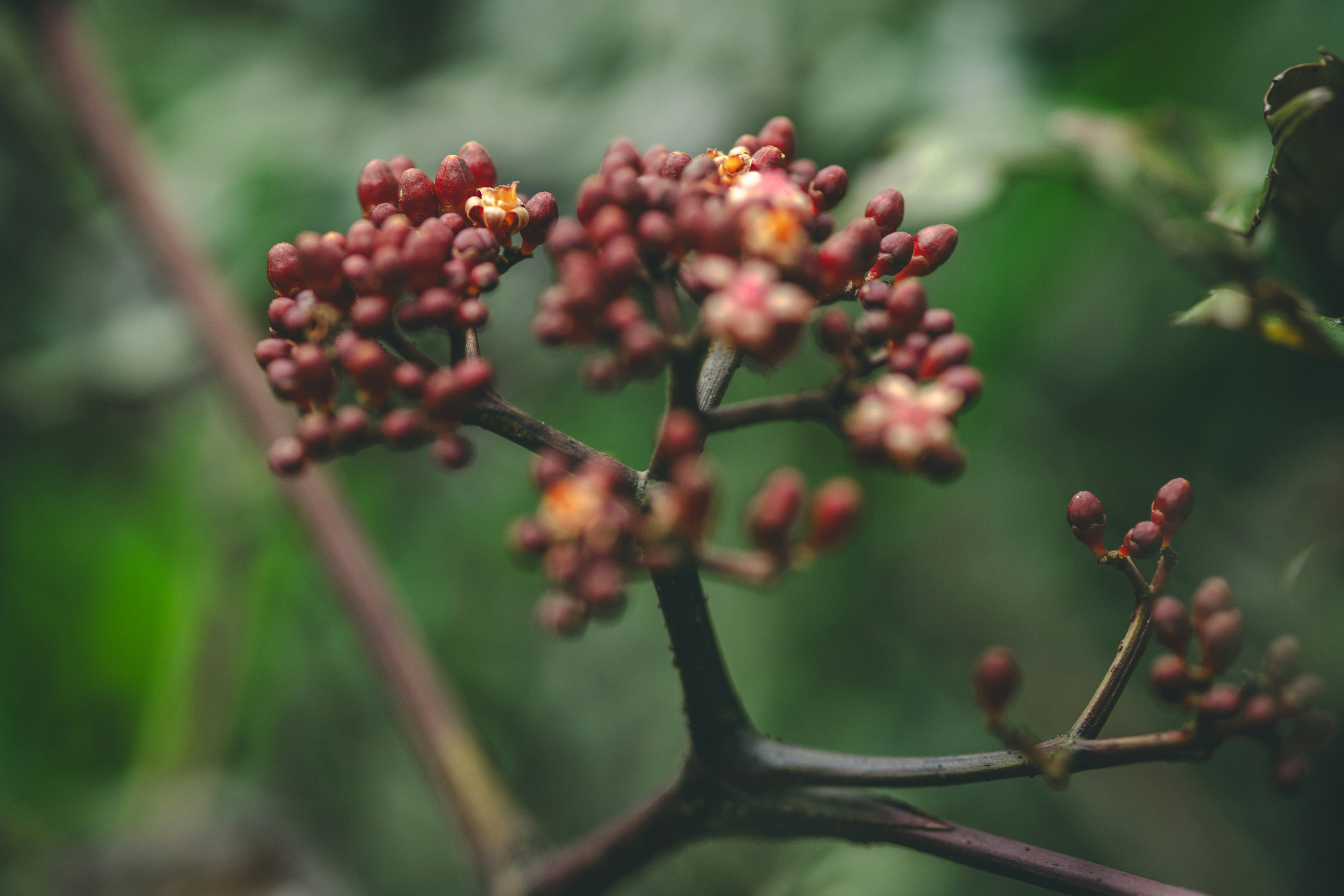 Reddish Flower Clusters on a Gnarled Branch in Soft Focus
