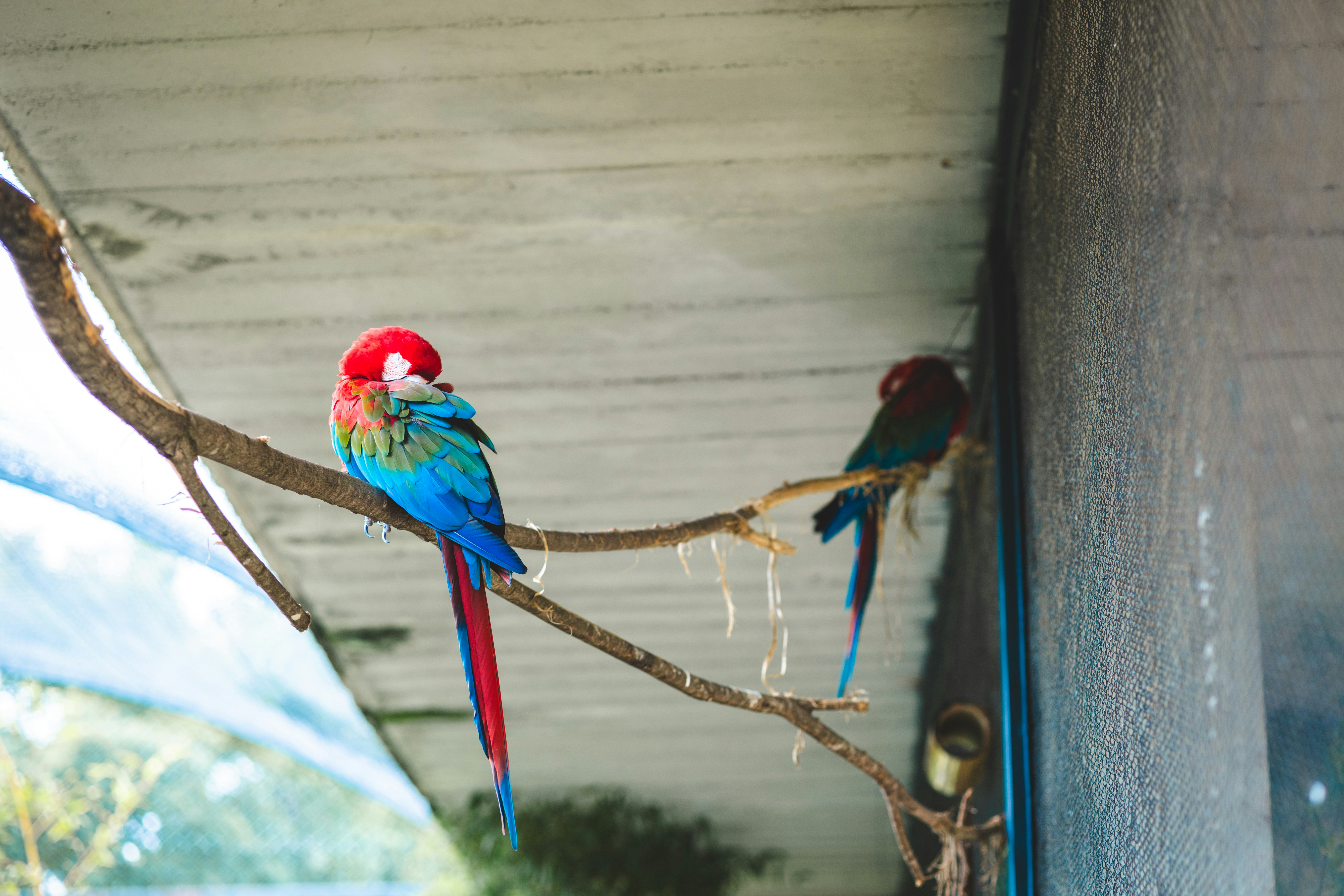Vivid Parrots on a Branch under a Shaded Overhang