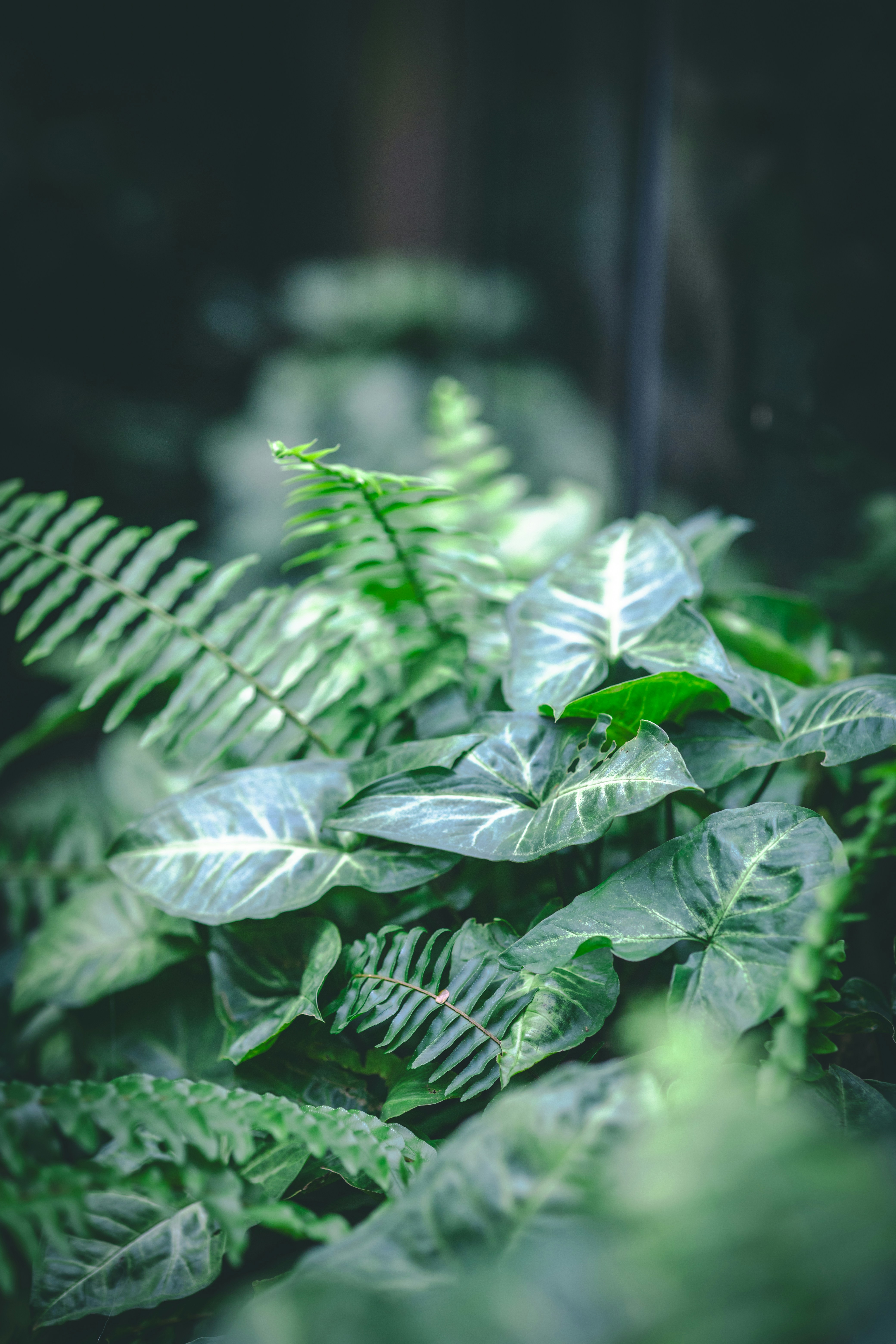 Lush Green Ferns and Silver-veined Leaves