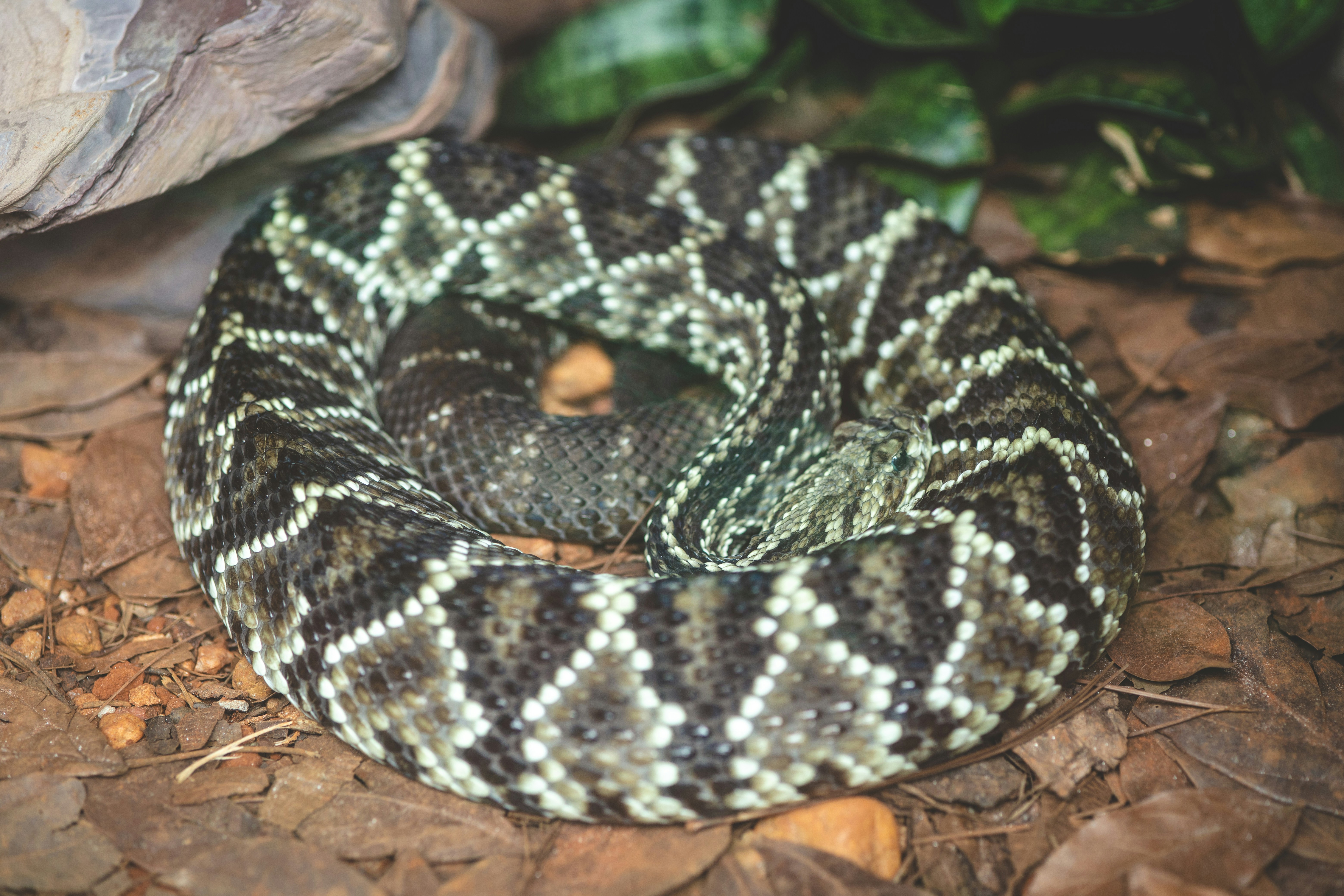 Patterned Coil: A Static Viperary Coil Resting in Leaf Litter