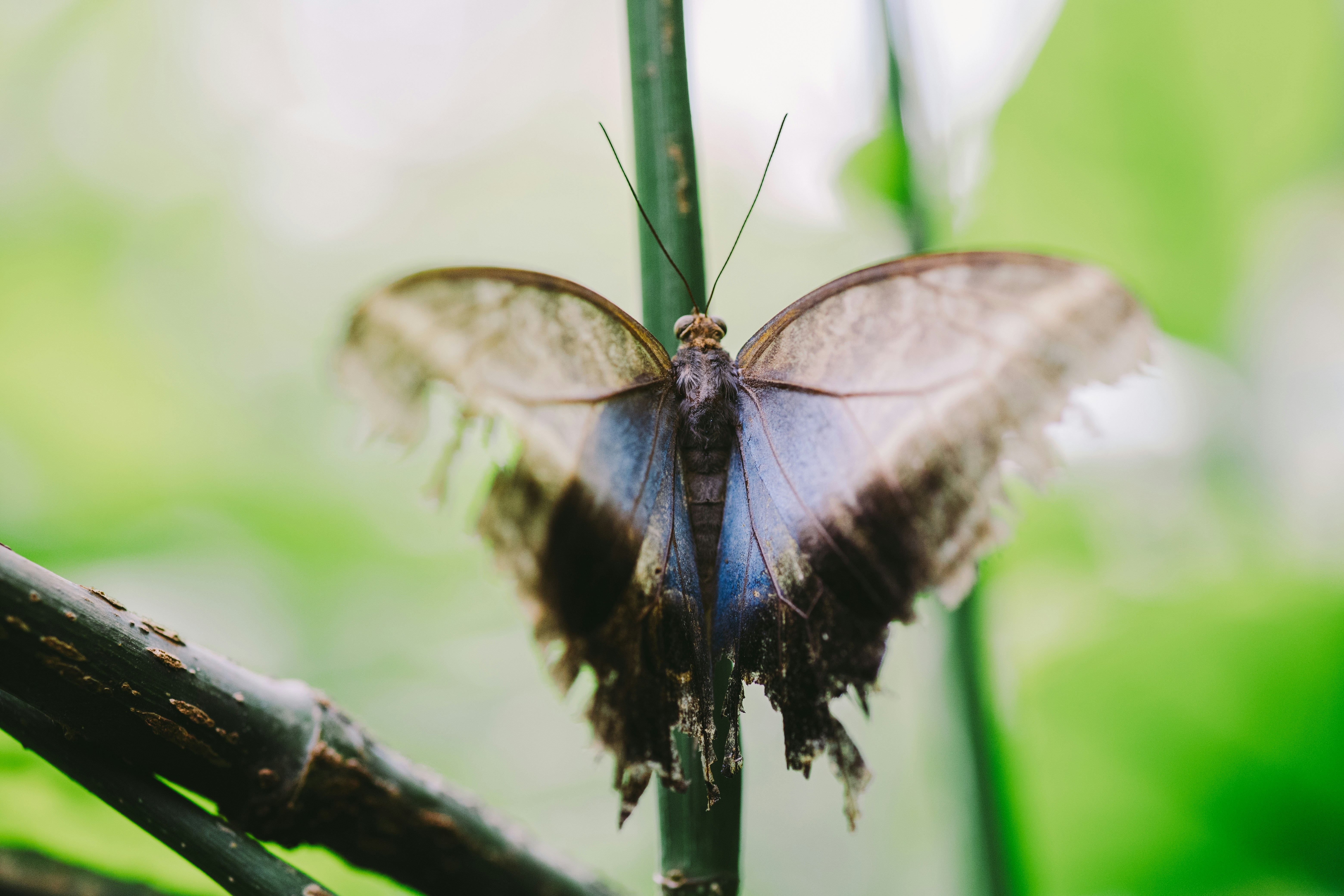 Blue-tinged butterfly on a green stem with tattered wings