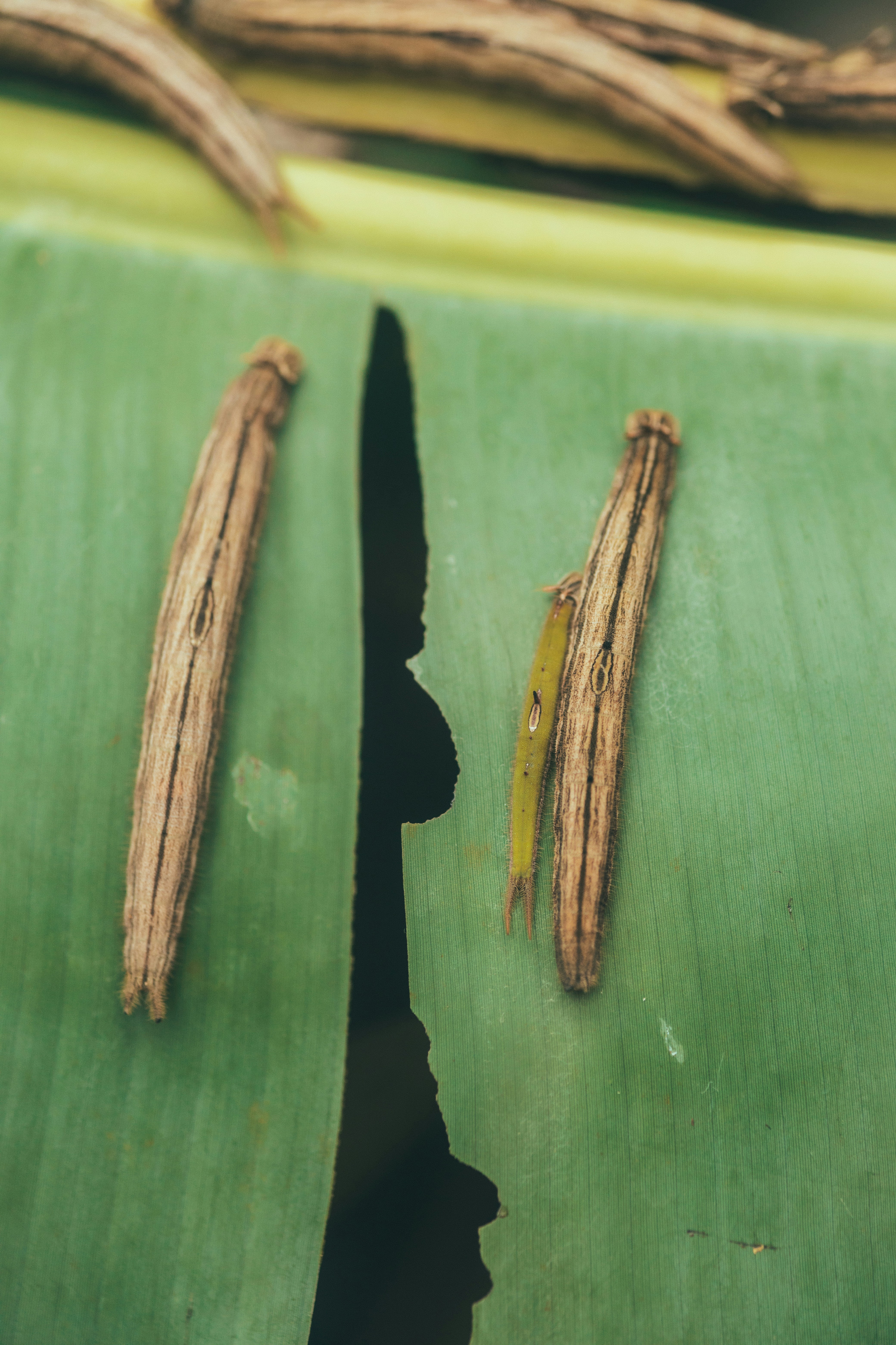 Split Leaf, Silent Gap: A Macro Moment on a Banana Leaf