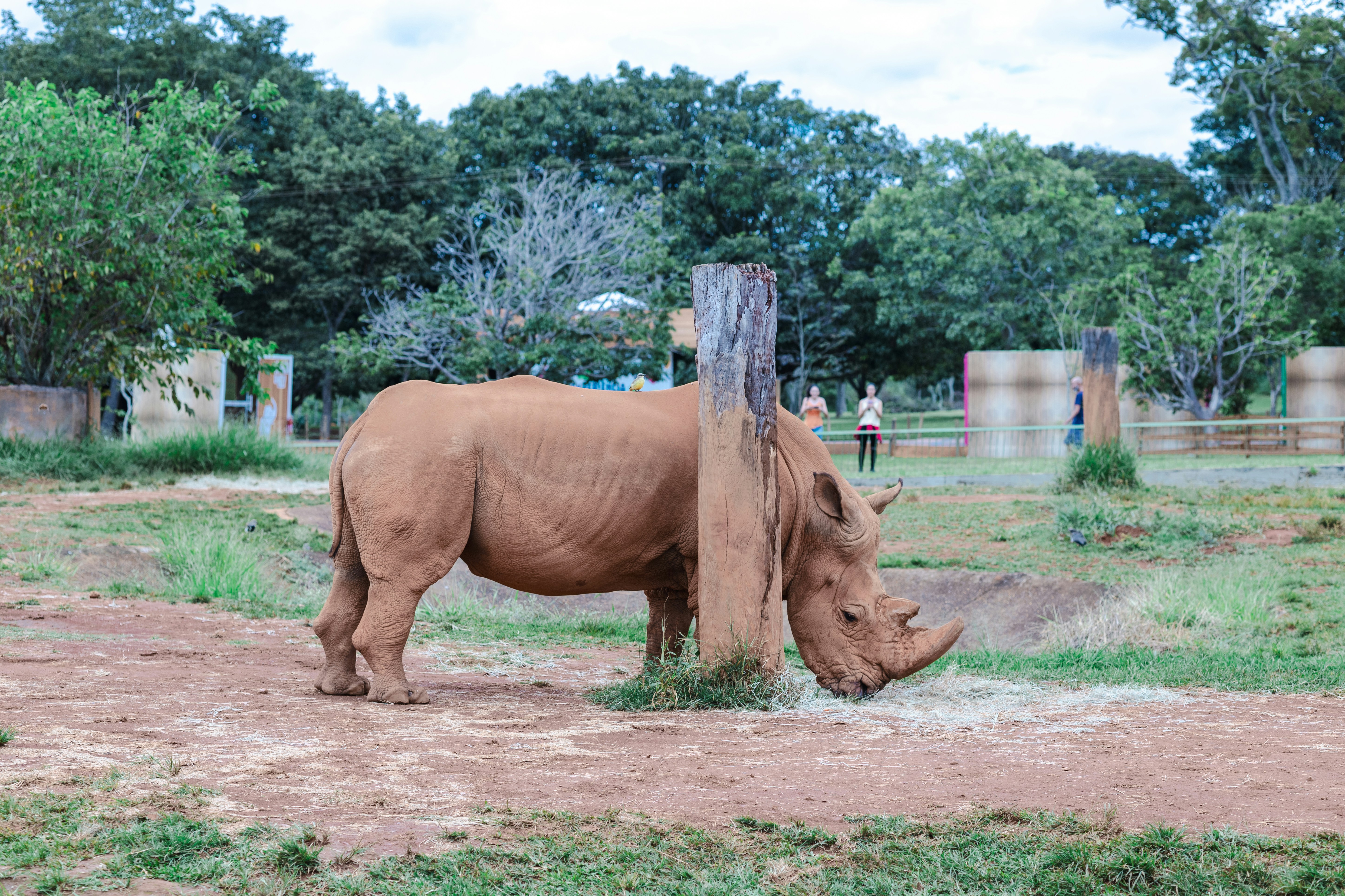 Earthbound Grazing: A Rhino Pauses to Nudge a Wooden Barrier