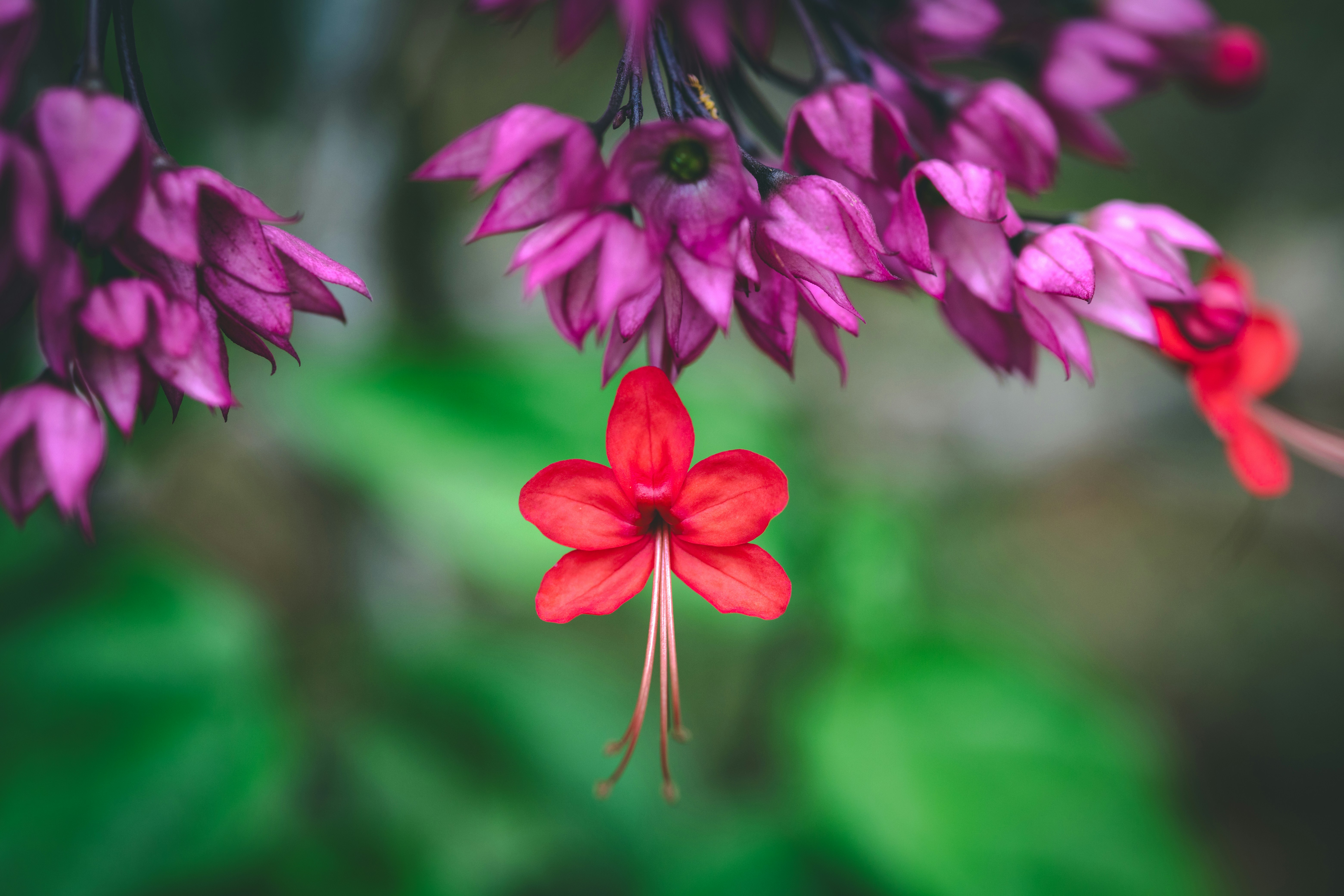 Crimson Bloom Centered: A Red Hummingbird Fern Delicate Hang
