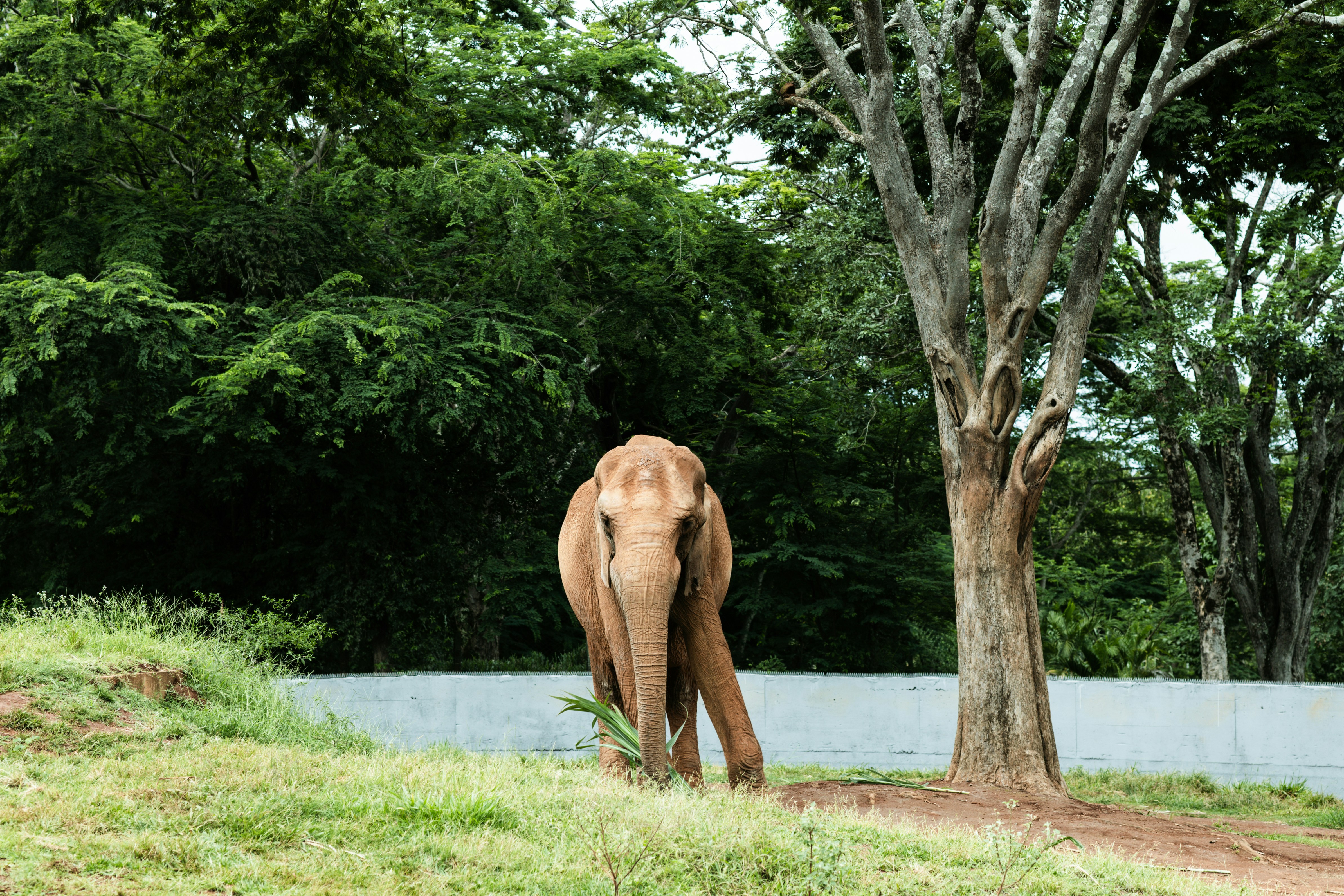 Elephant in a Green Clearing by the Orchard Wall