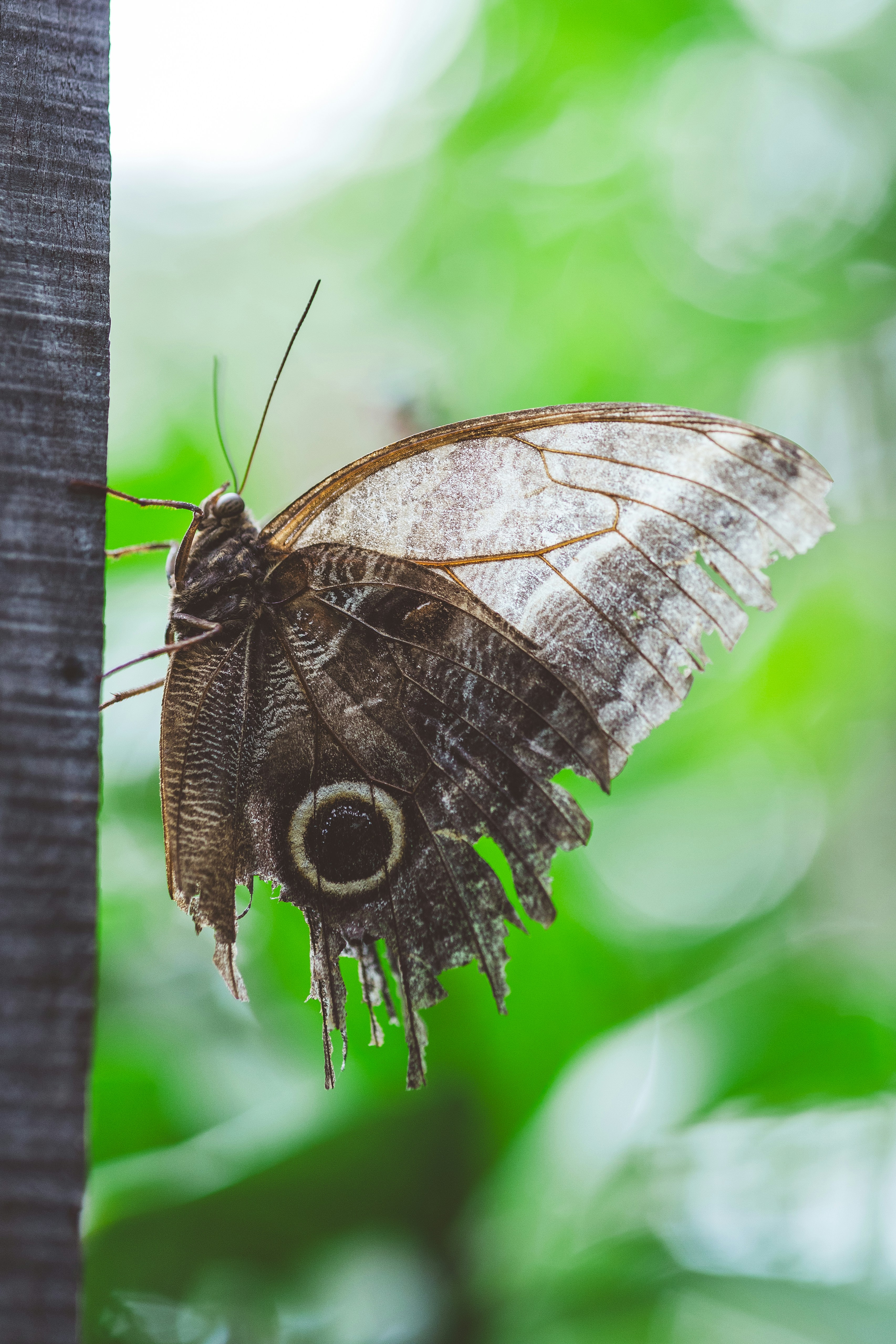 Tattered Wing, Quiet Boundary: A Butterfly Clings to Weathered Wood